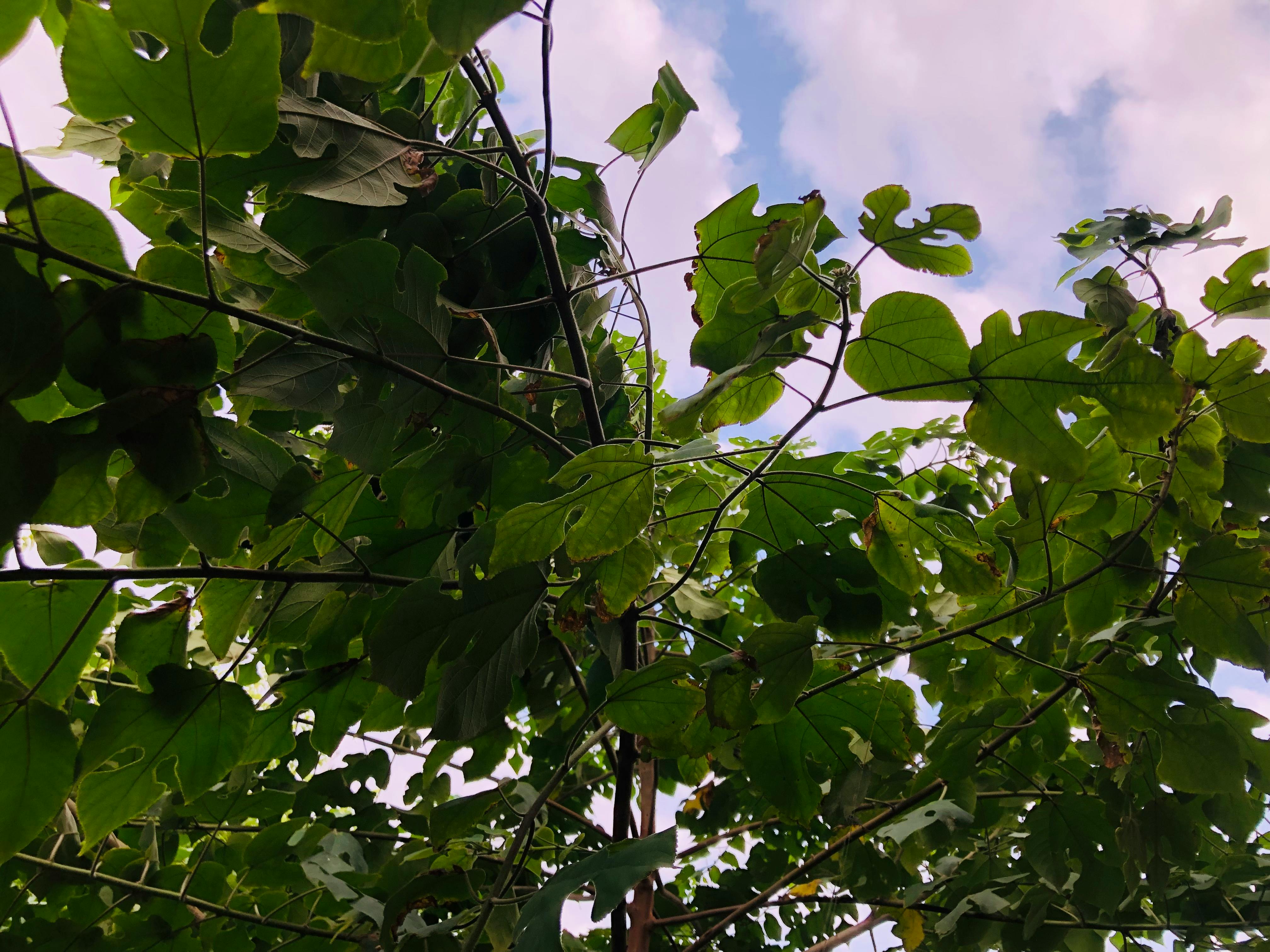 Jaweria Mushtaq - Photography