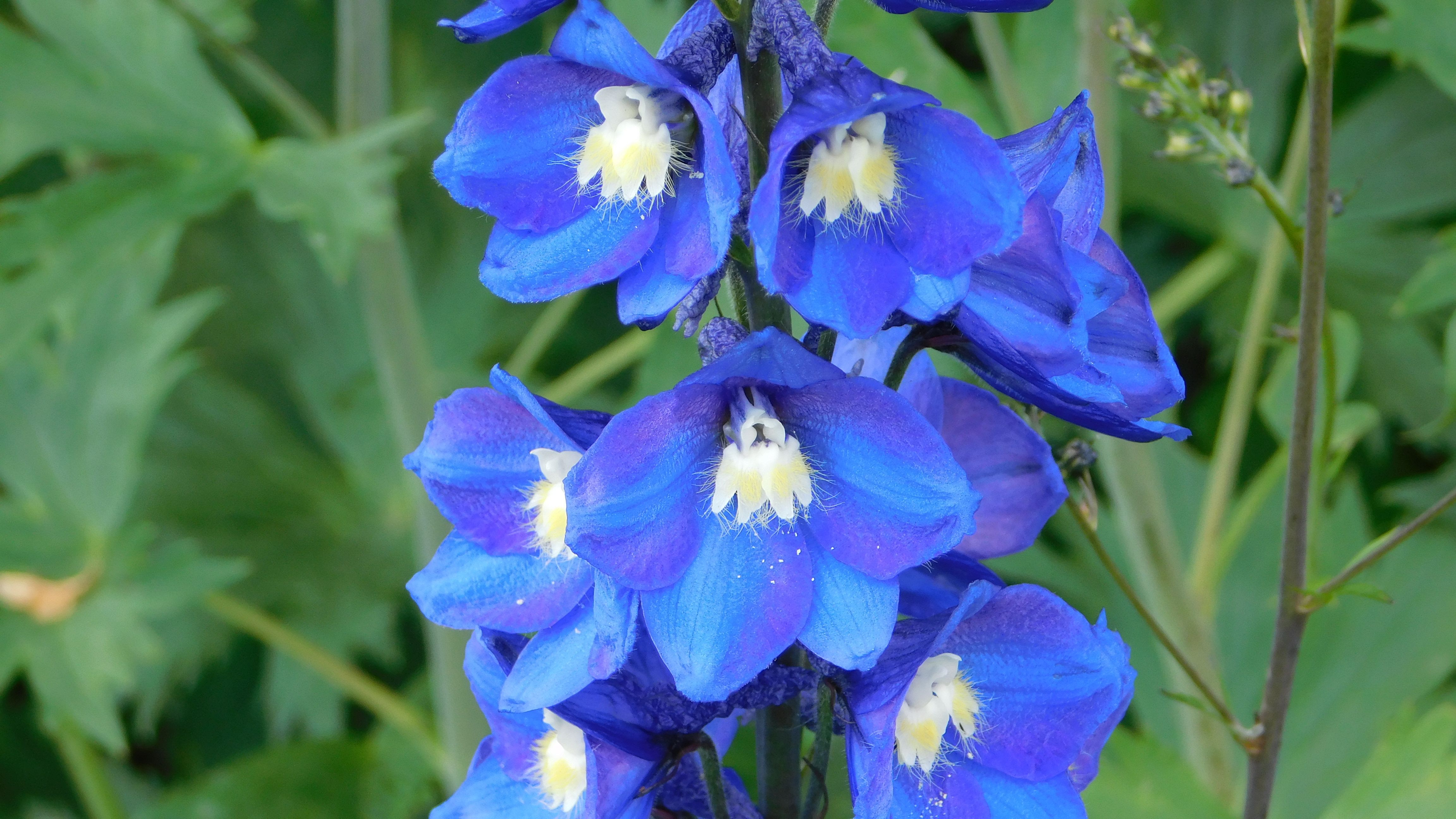 Larkspur Photos, Download The BEST Free Larkspur Stock Photos & HD Images