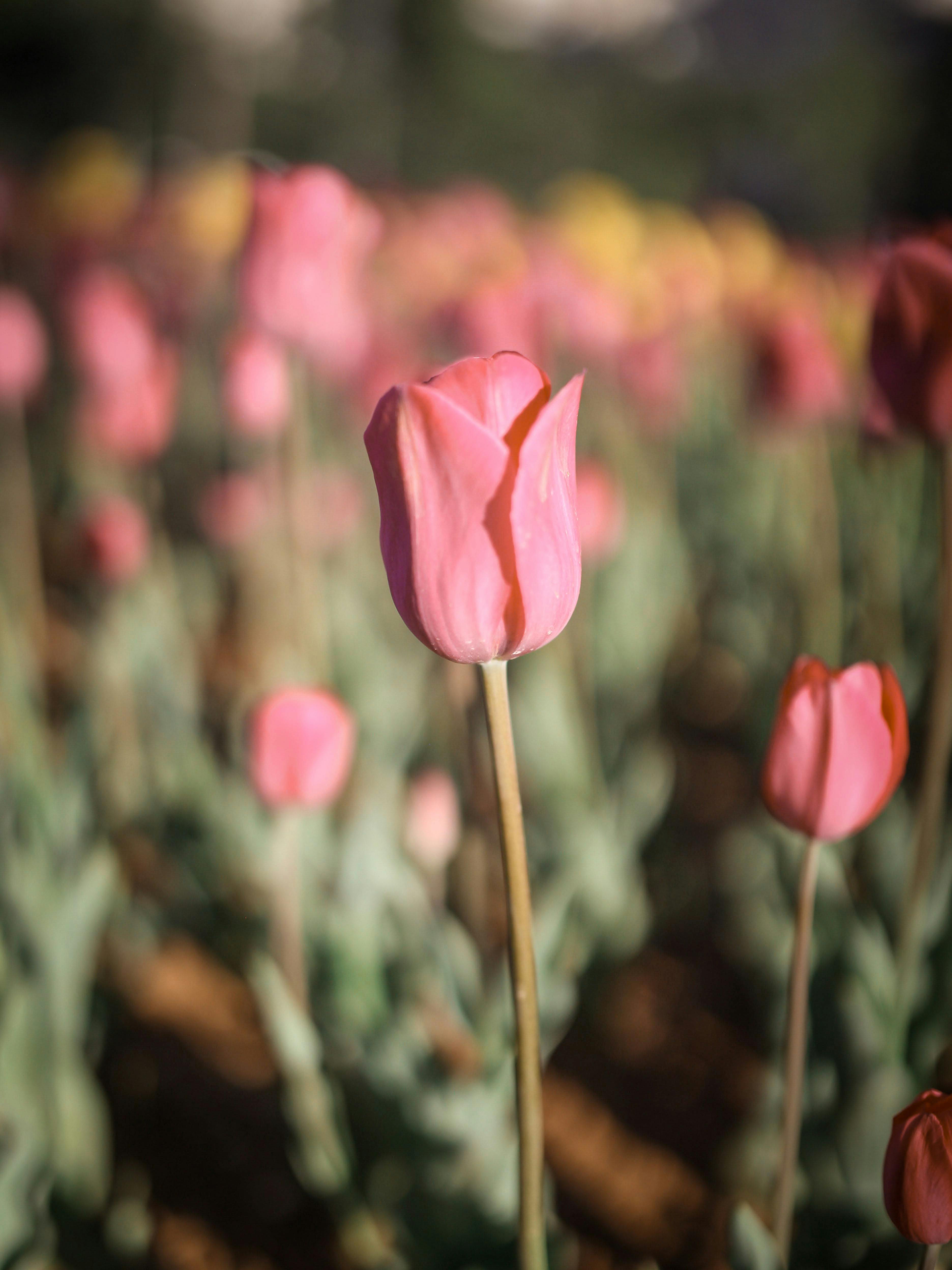 Close-Up Shot of a Blooming Pink Tulip · Free Stock Photo