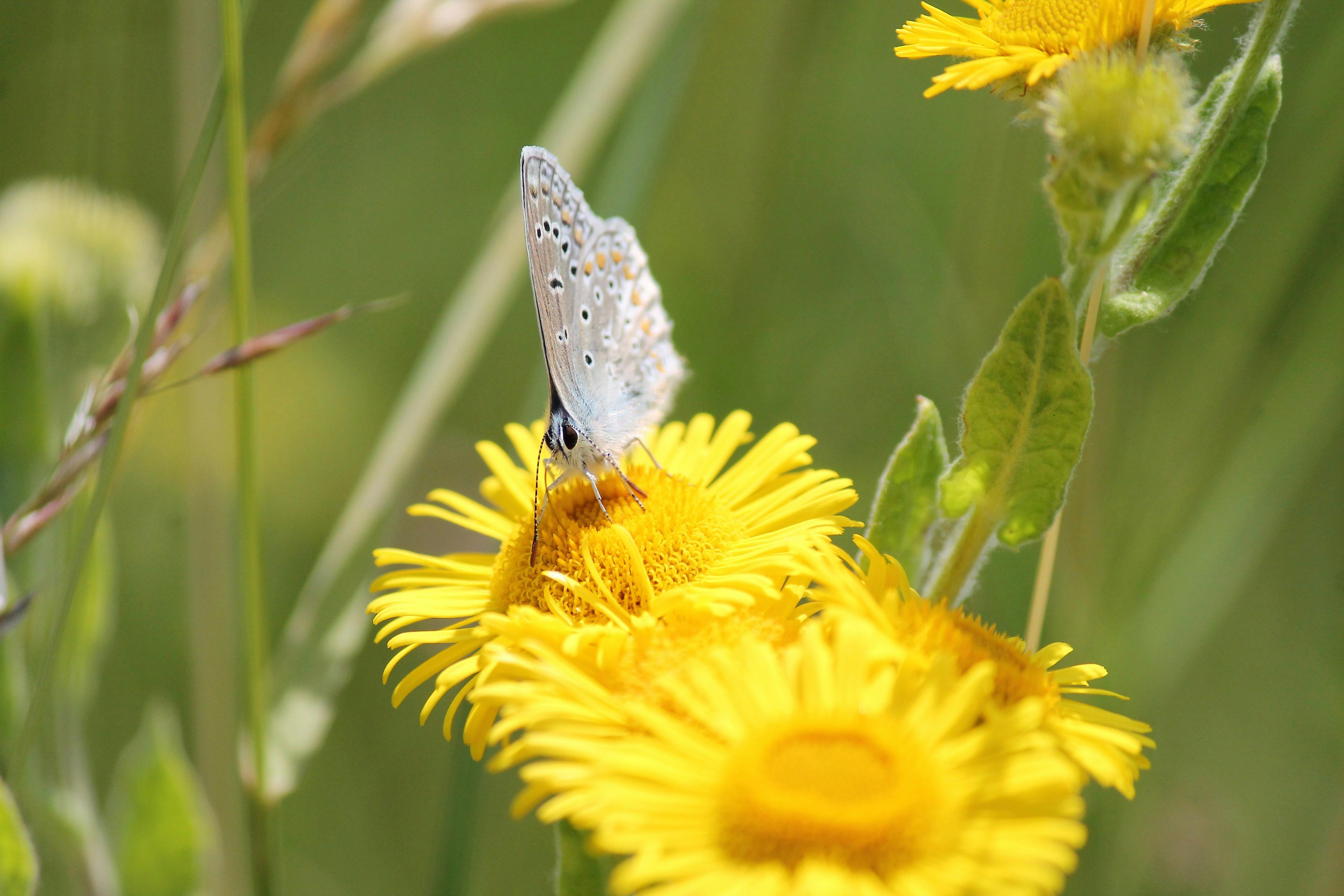 Insects Feeding Photos, Download The BEST Free Insects Feeding Stock ...