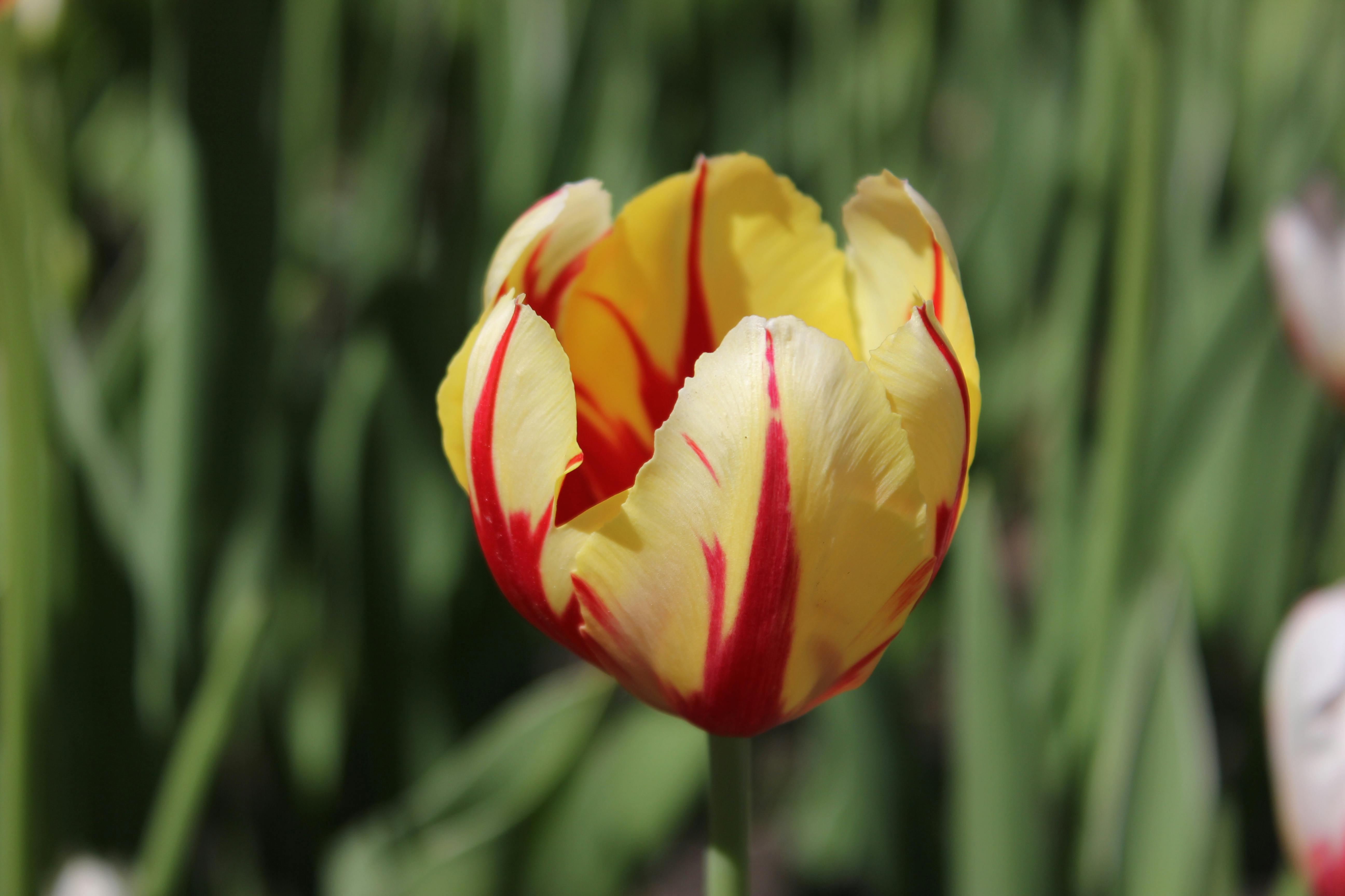 Close Up Photo of Tulip · Free Stock Photo