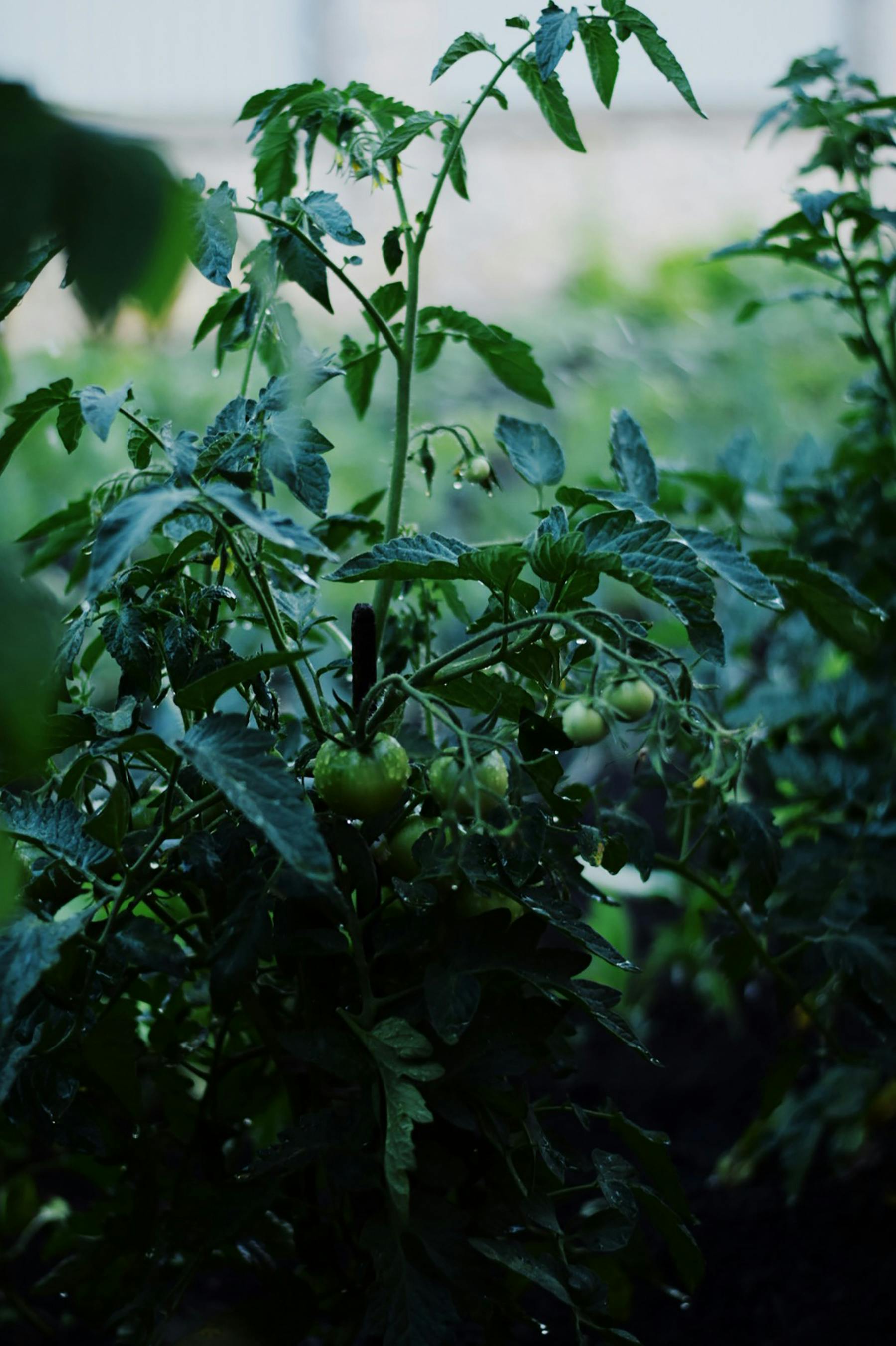 Green Corn Plant Under Gloomy Sky · Free Stock Photo
