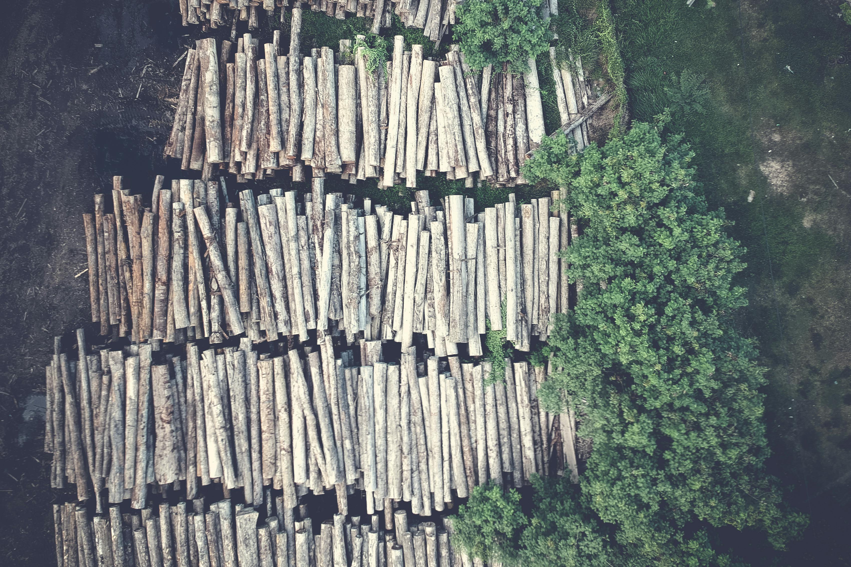Aerial View of Logs and Trees · Free Stock Photo