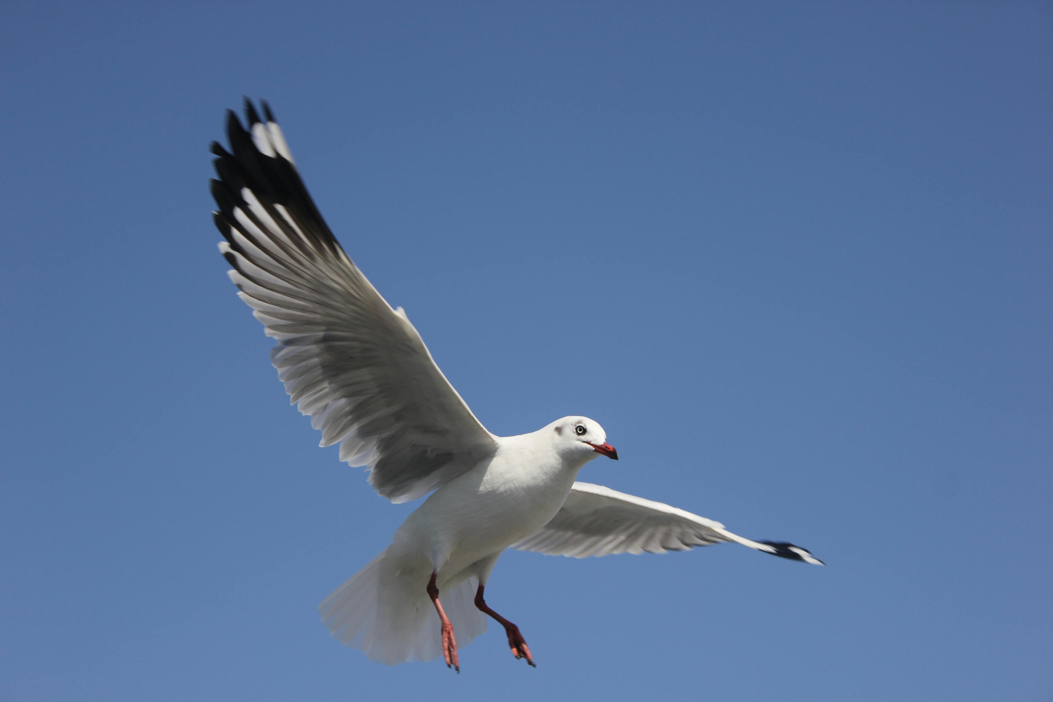 Close-up Photo of Flock of Flying Seagulls · Free Stock Photo