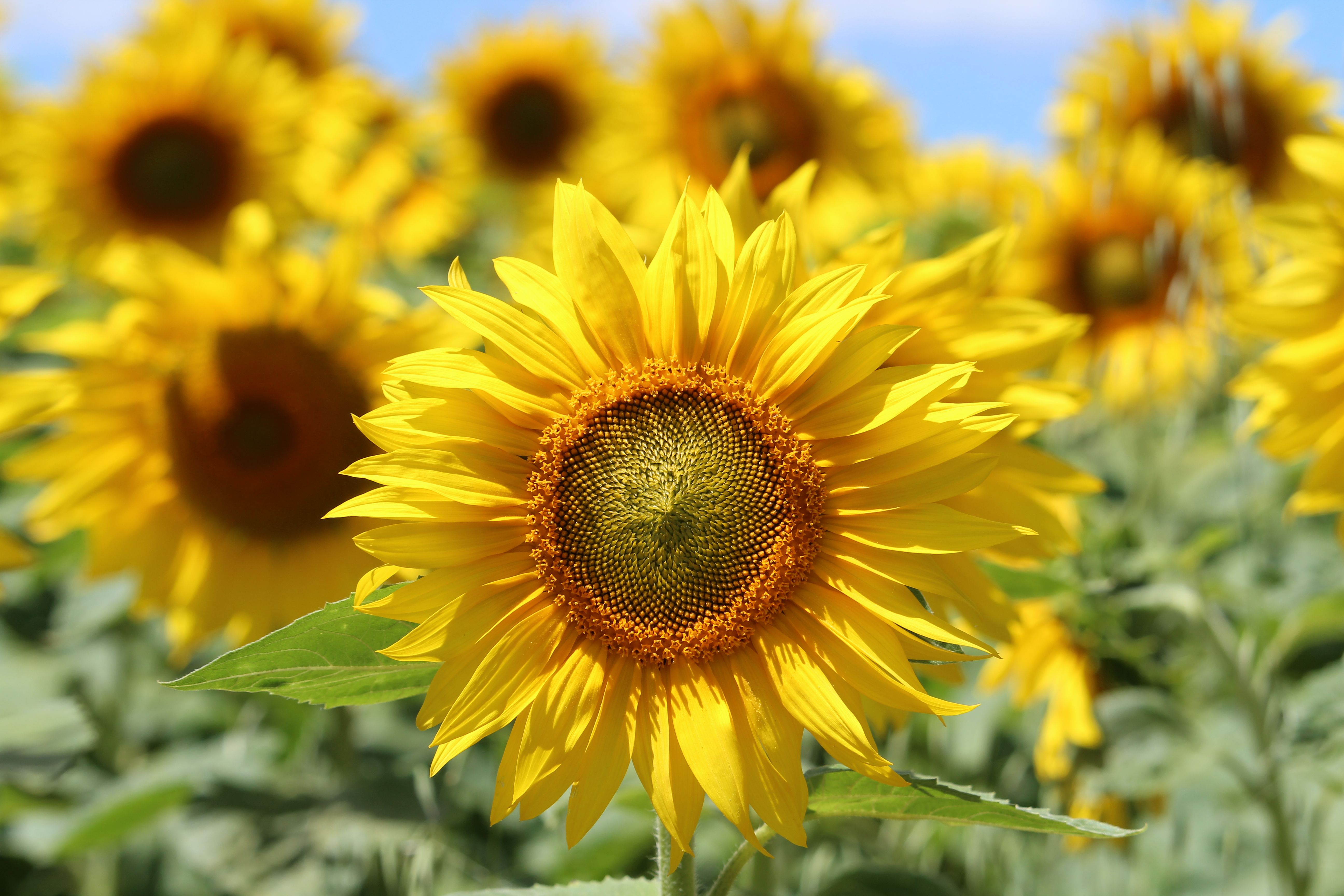 Free stock photo of agriculture, biodiversity, blooming, blurred ...