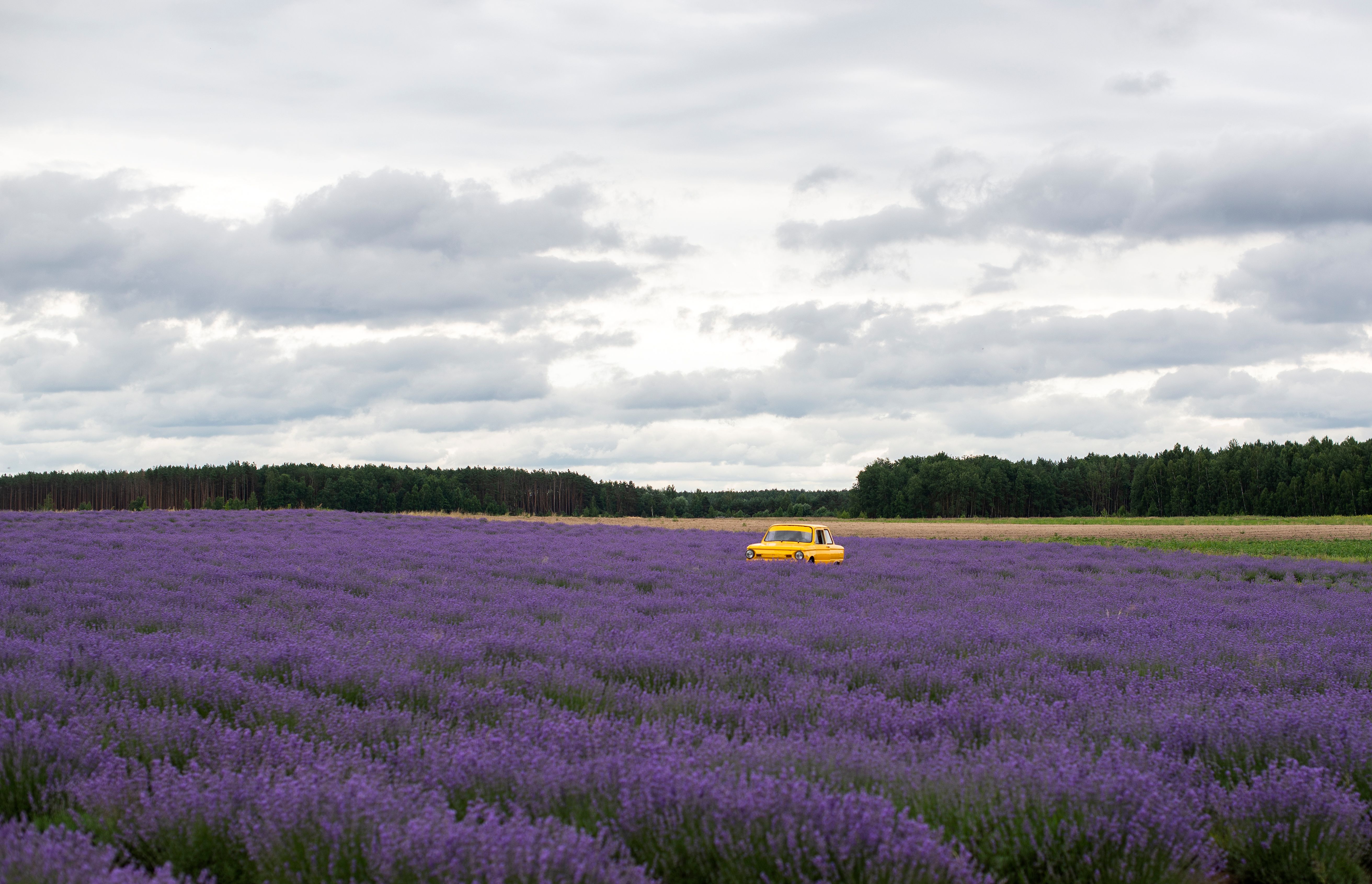 Yellow Car on Purple Flower Field · Free Stock Photo