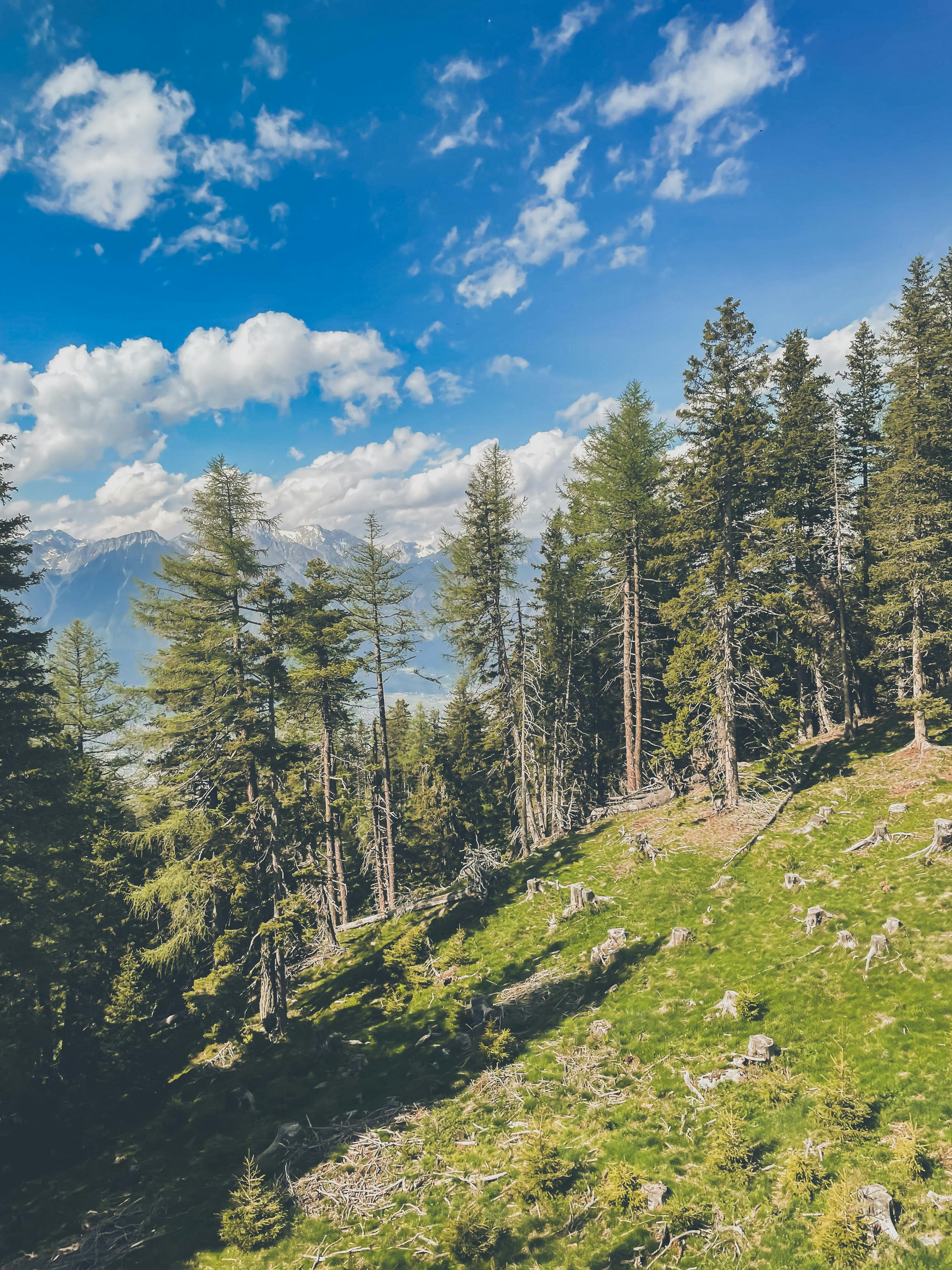 Green Trees on Mountain · Free Stock Photo