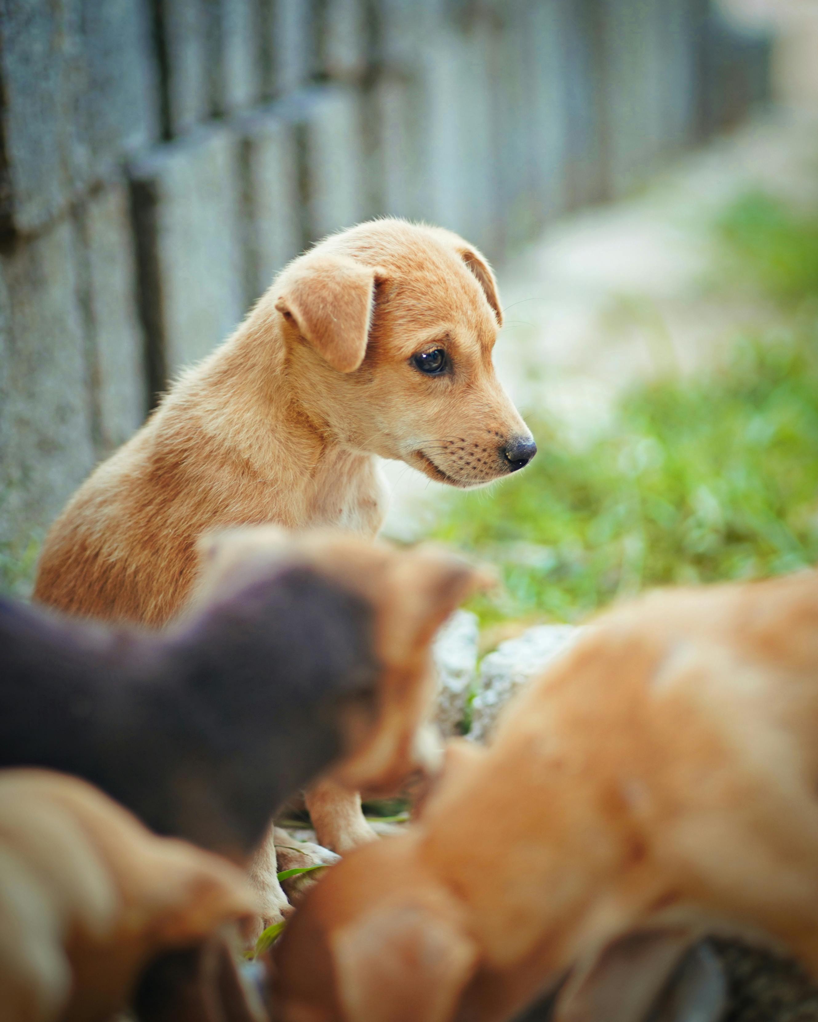 A Close-Up Shot of Dogs Inside a Cage · Free Stock Photo