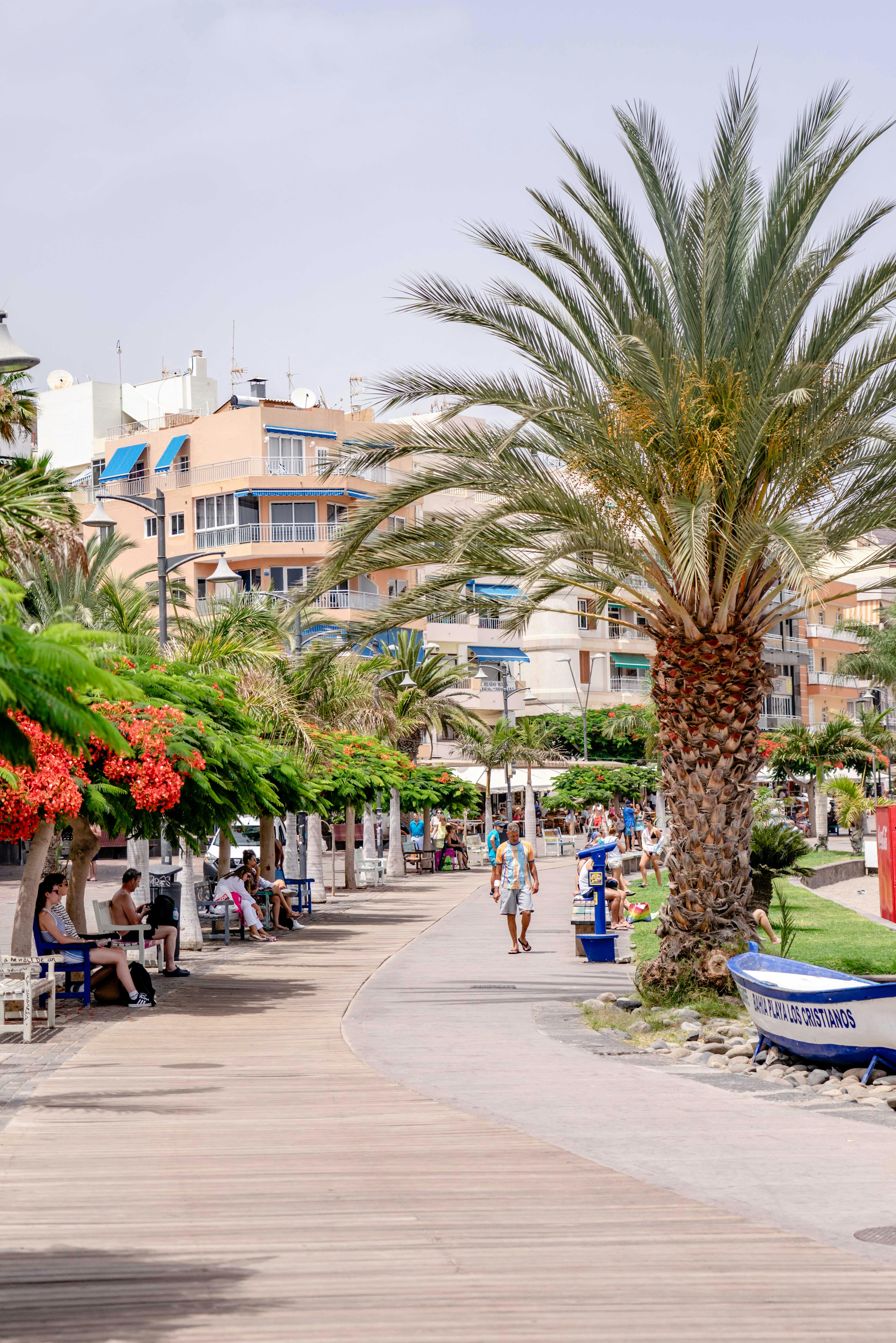 Palm Trees in a Sunny Tourist Resort · Free Stock Photo