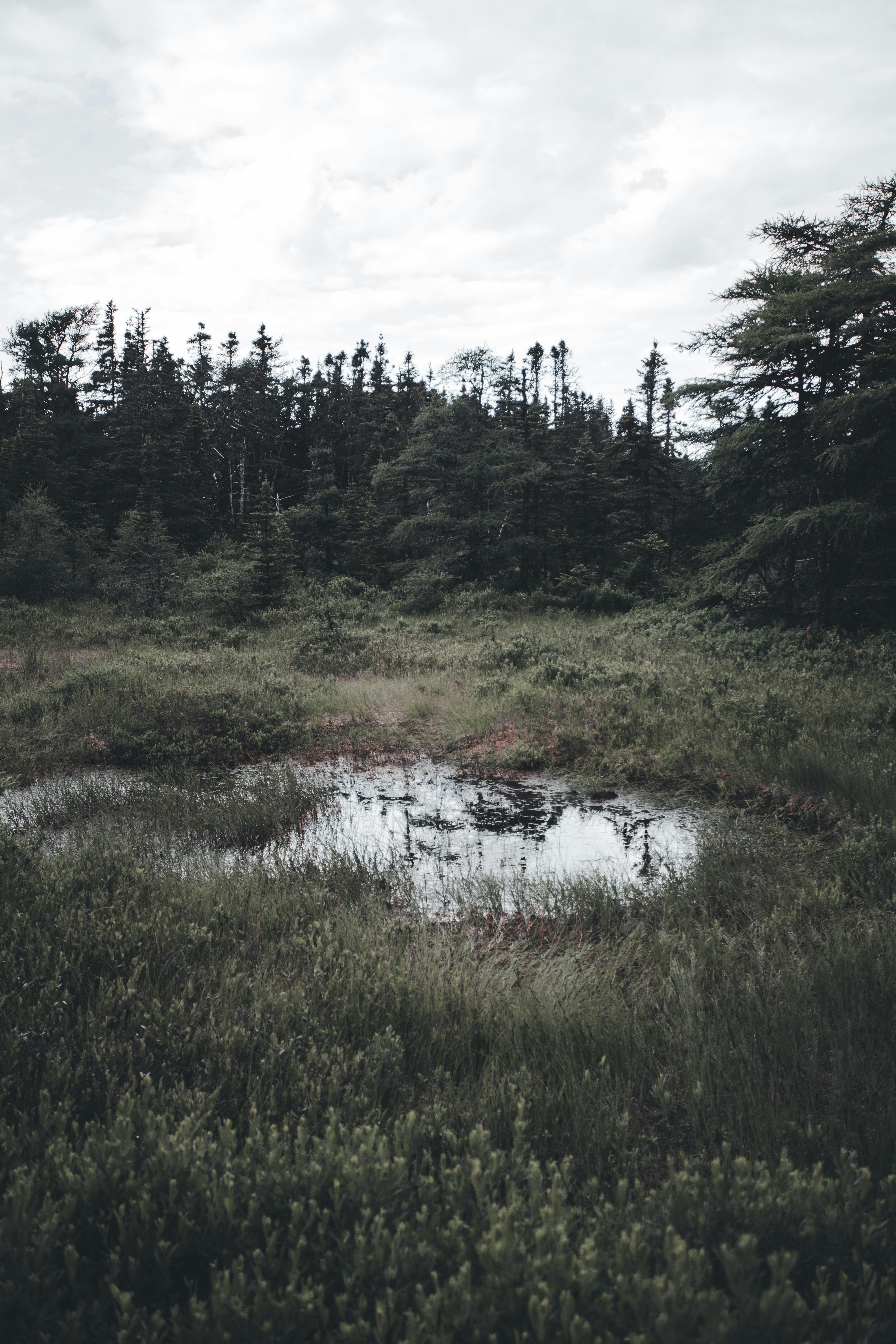 Swamp on Meadow in Forest · Free Stock Photo