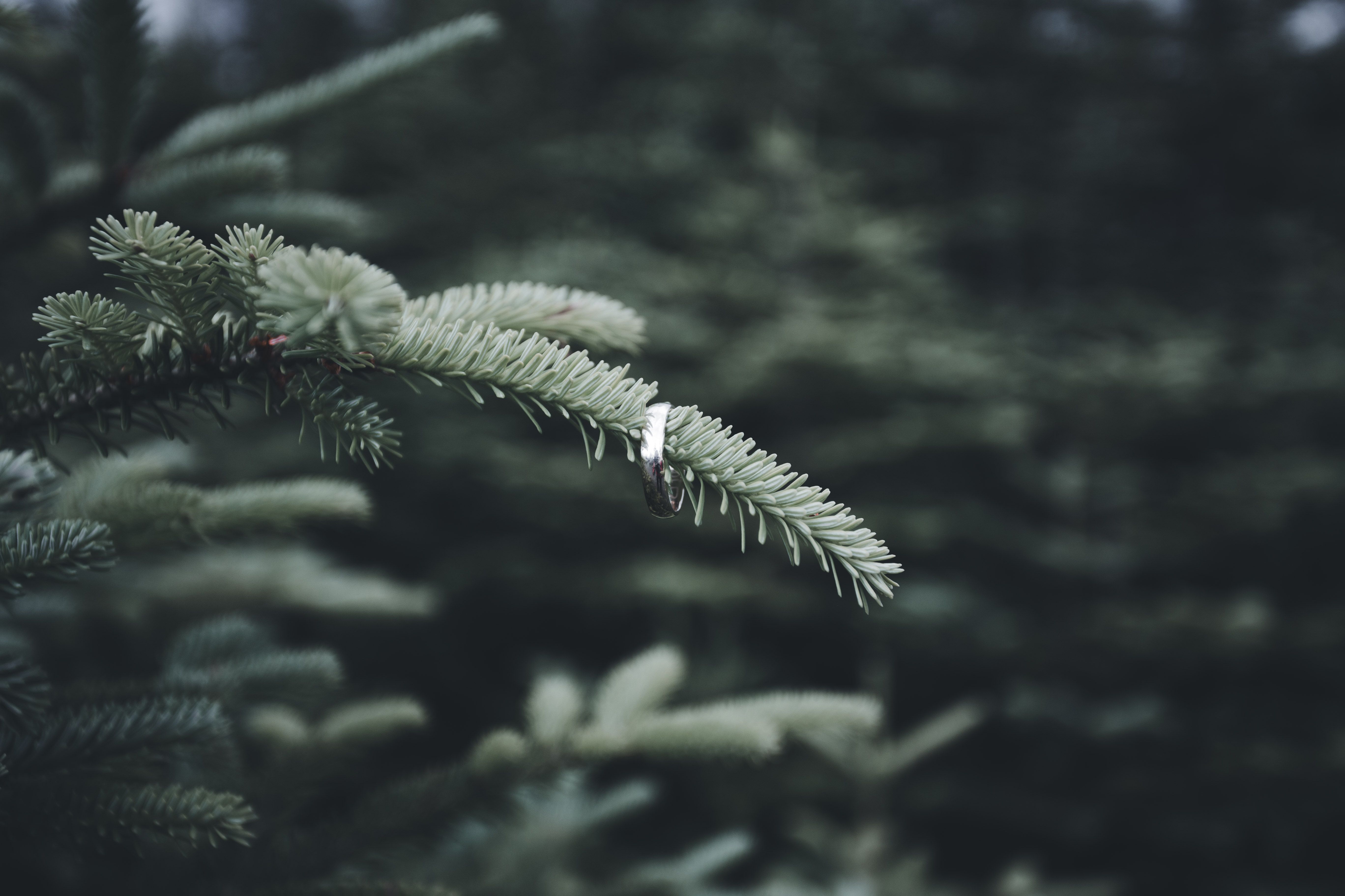 An Extreme Close-Up on Coniferous Branch · Free Stock Photo