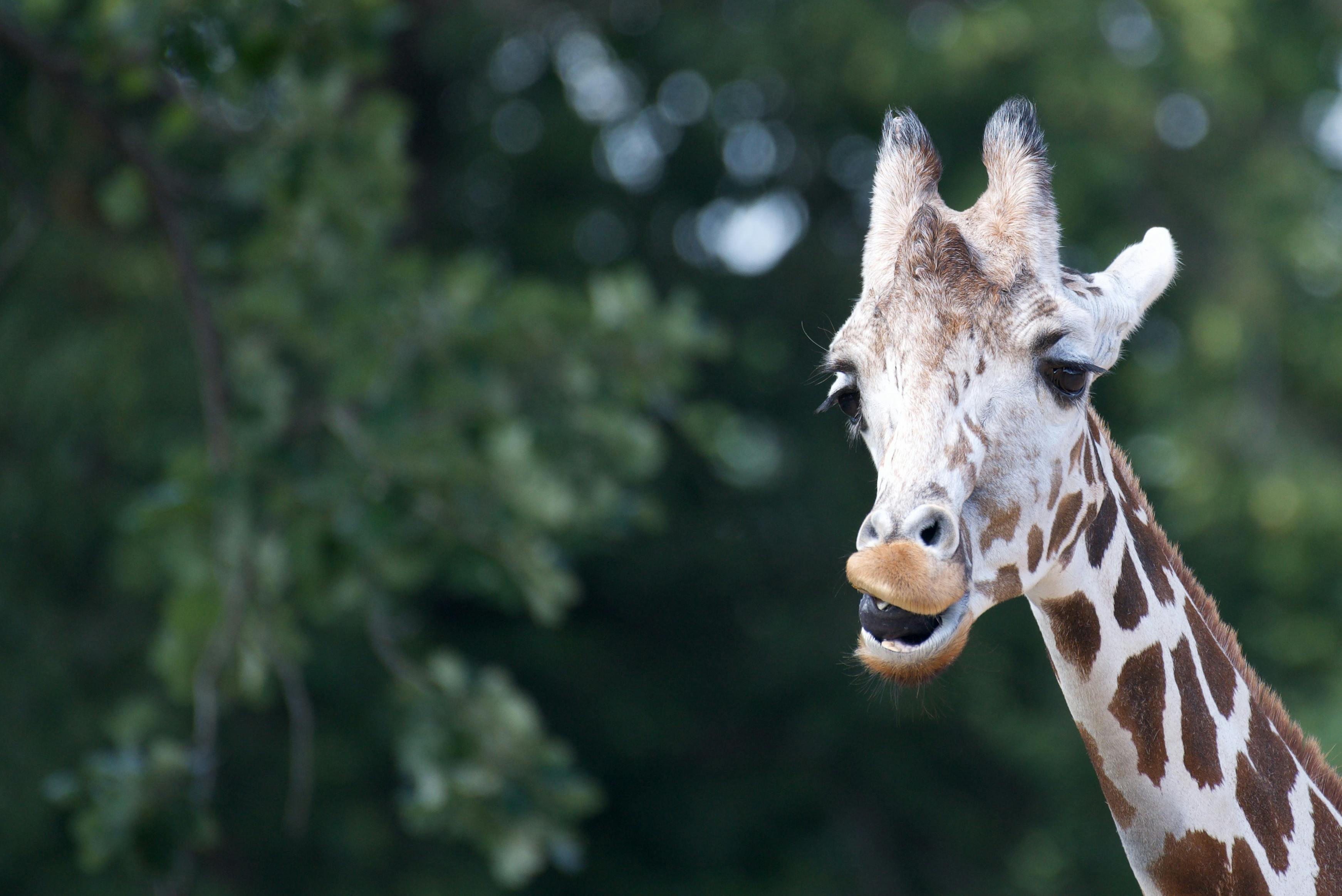 Giraffe in Close Up Photography · Free Stock Photo