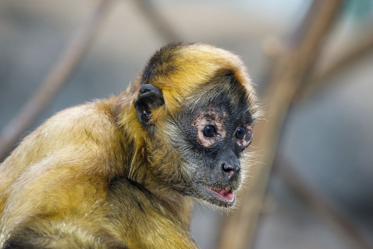 Mexican Spider Monkey Behavior and Reproduction Explained