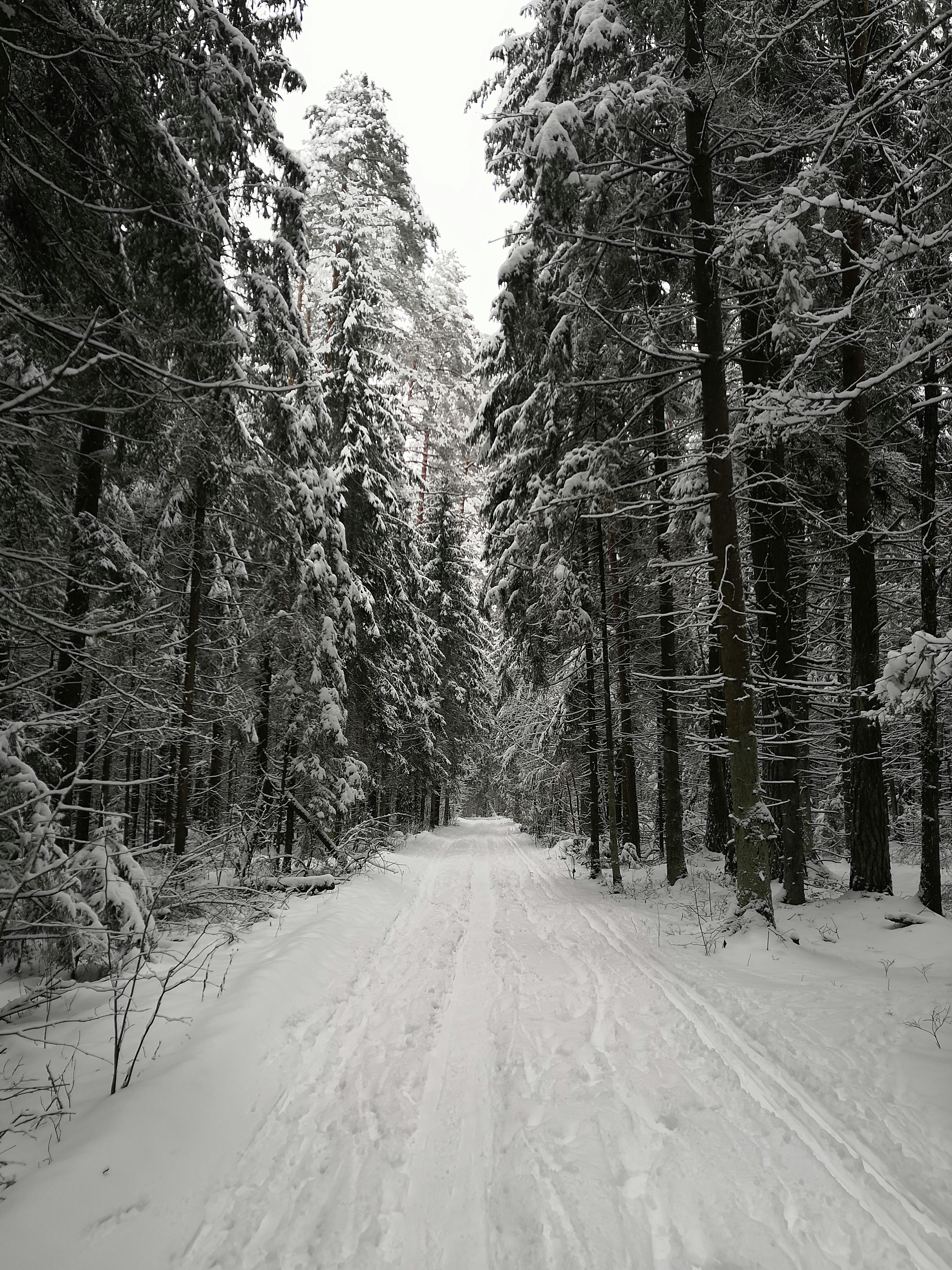 Road in Snow · Free Stock Photo
