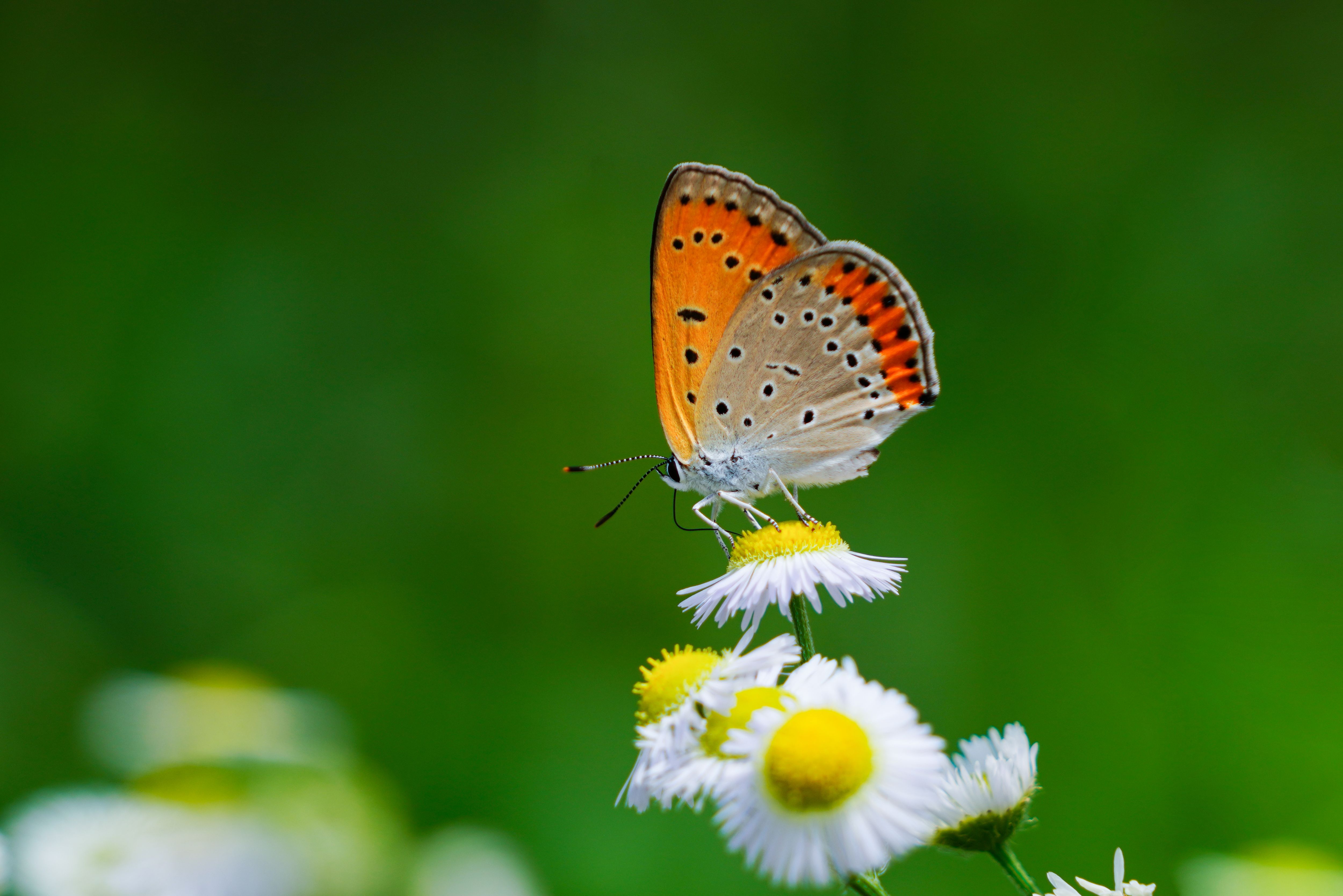Flying Butterflies Near Water · Free Stock Photo