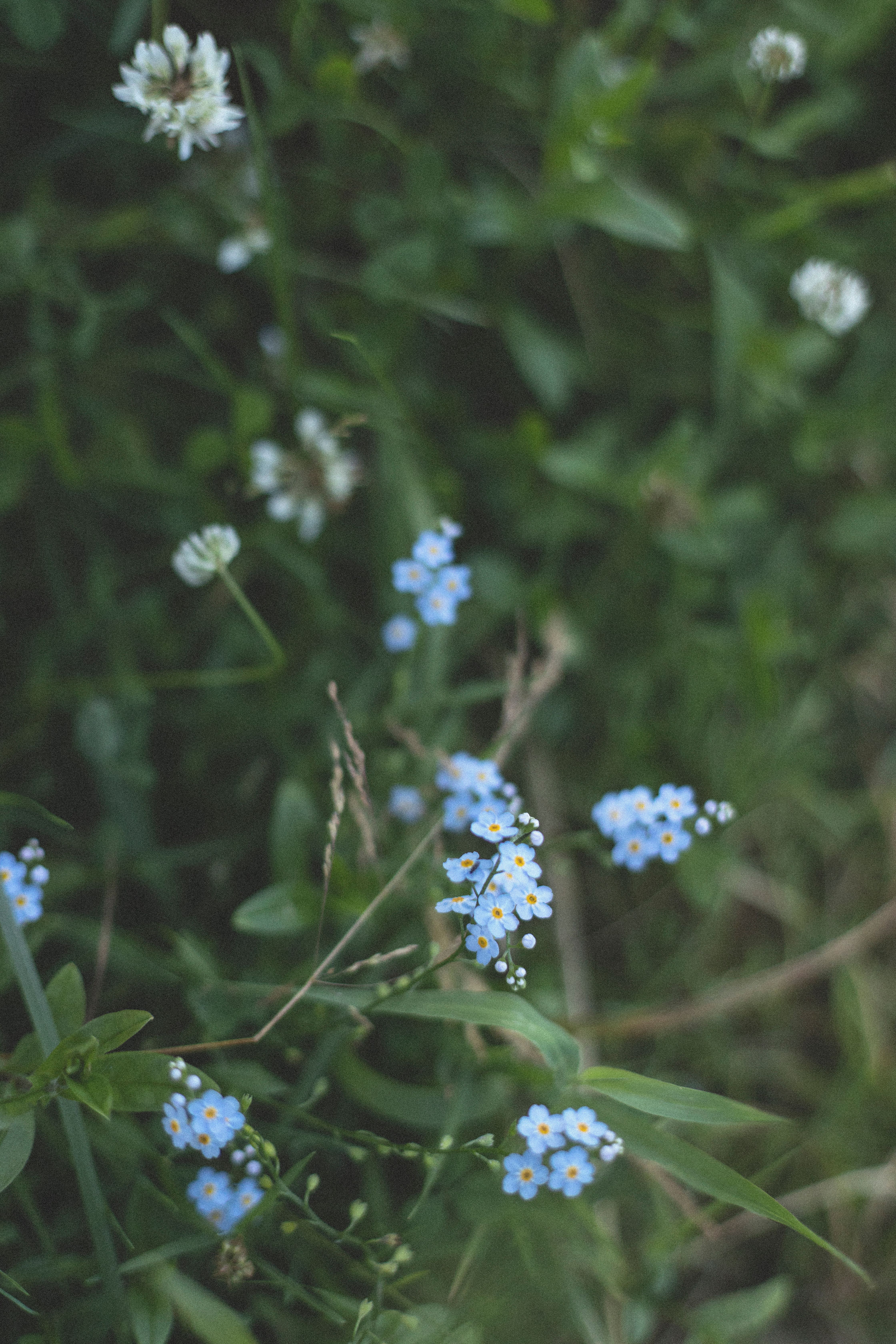 Blue Flowers in Close Up Photography · Free Stock Photo