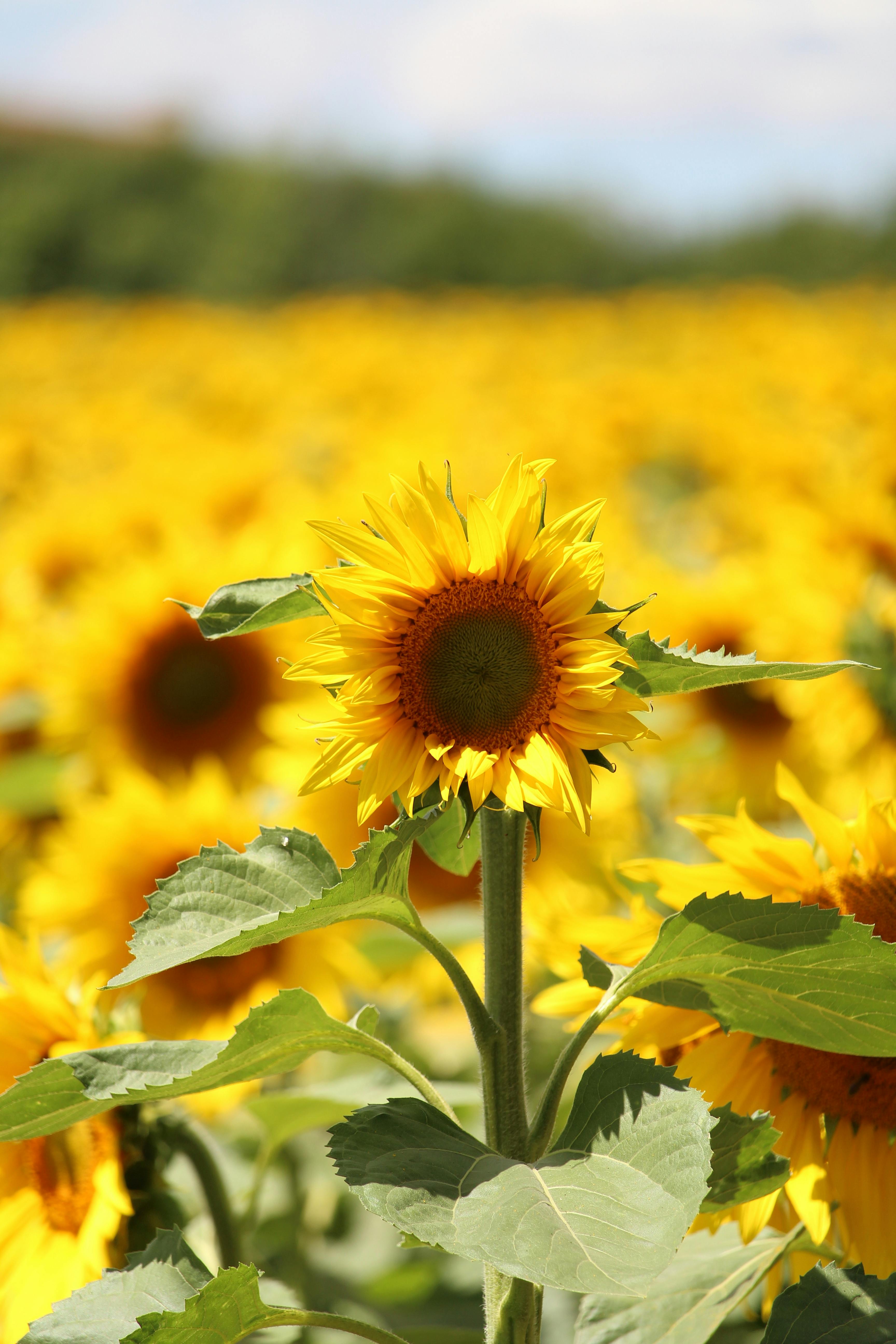 Close-Up Shot of a Blooming Sunflower · Free Stock Photo