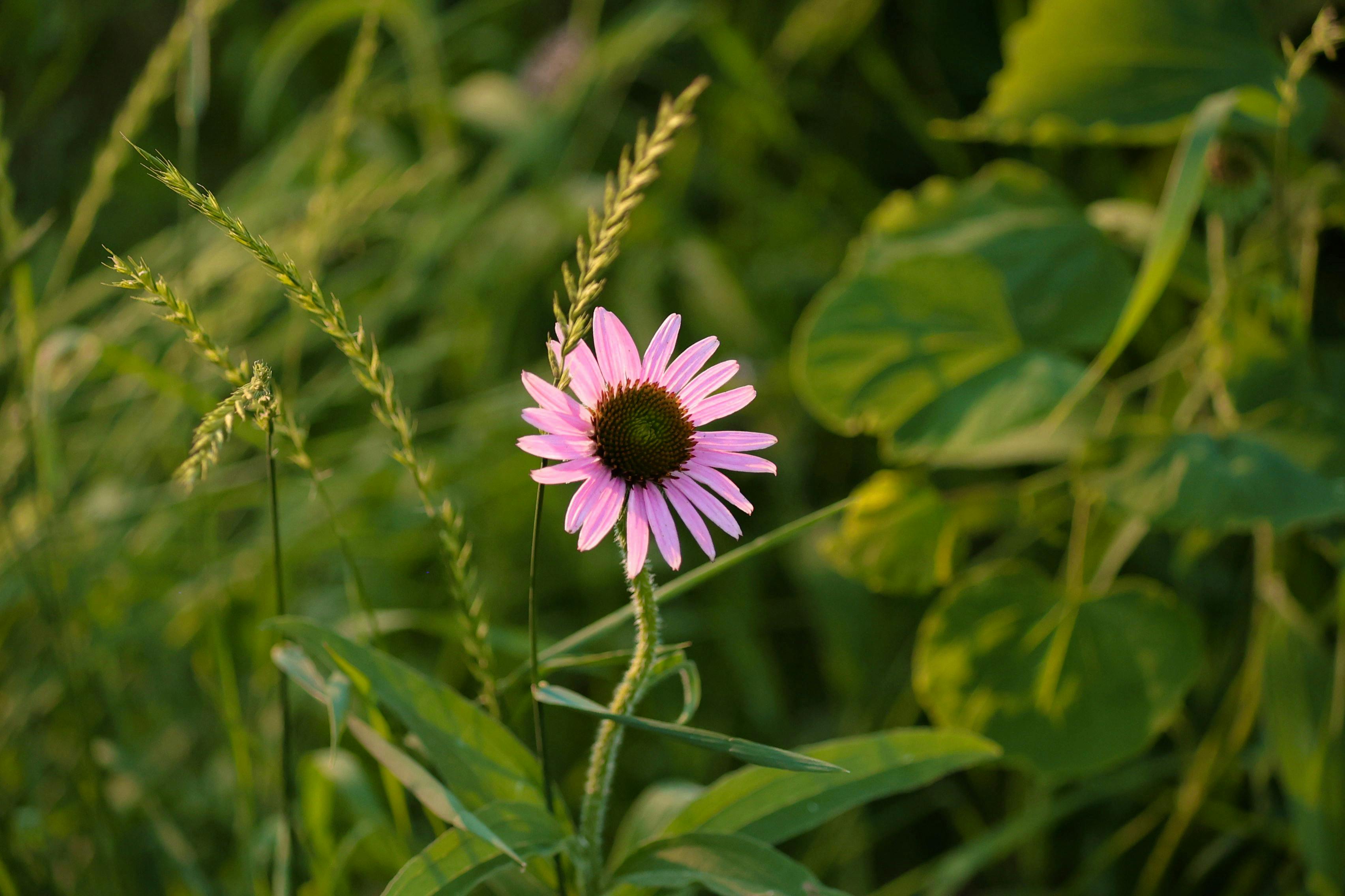 Selective Focus Photography of Blue Petaled Flower · Free Stock Photo