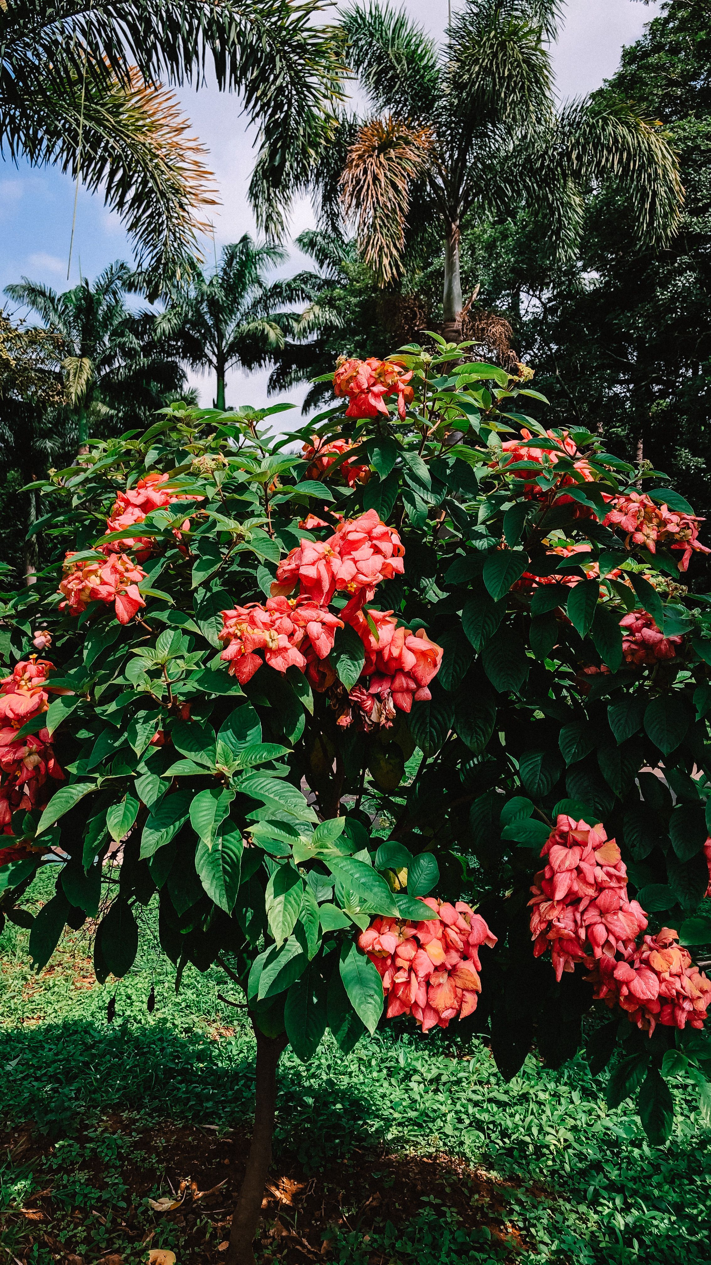 A Mussaenda Philippica Plant · Free Stock Photo