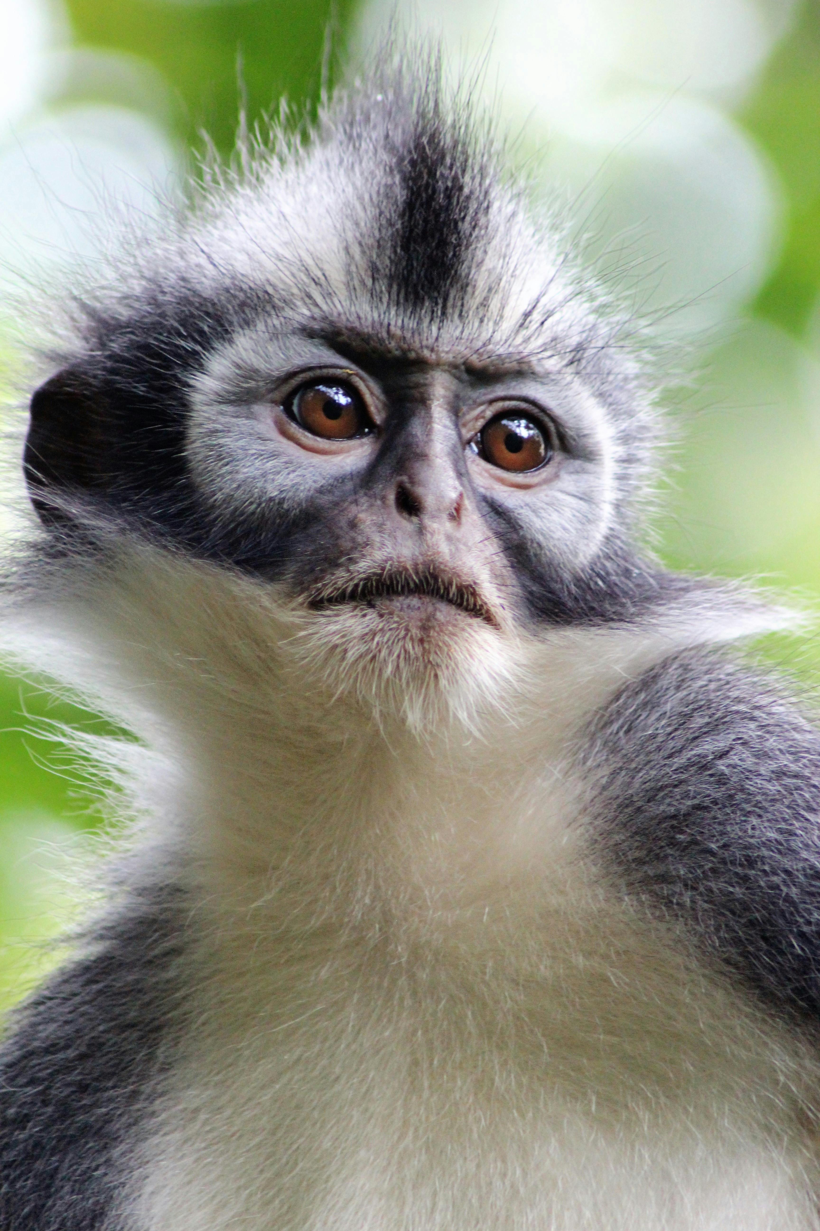 Photo gratuite de animal, animaux exotiques, asie, asie du sud est ...