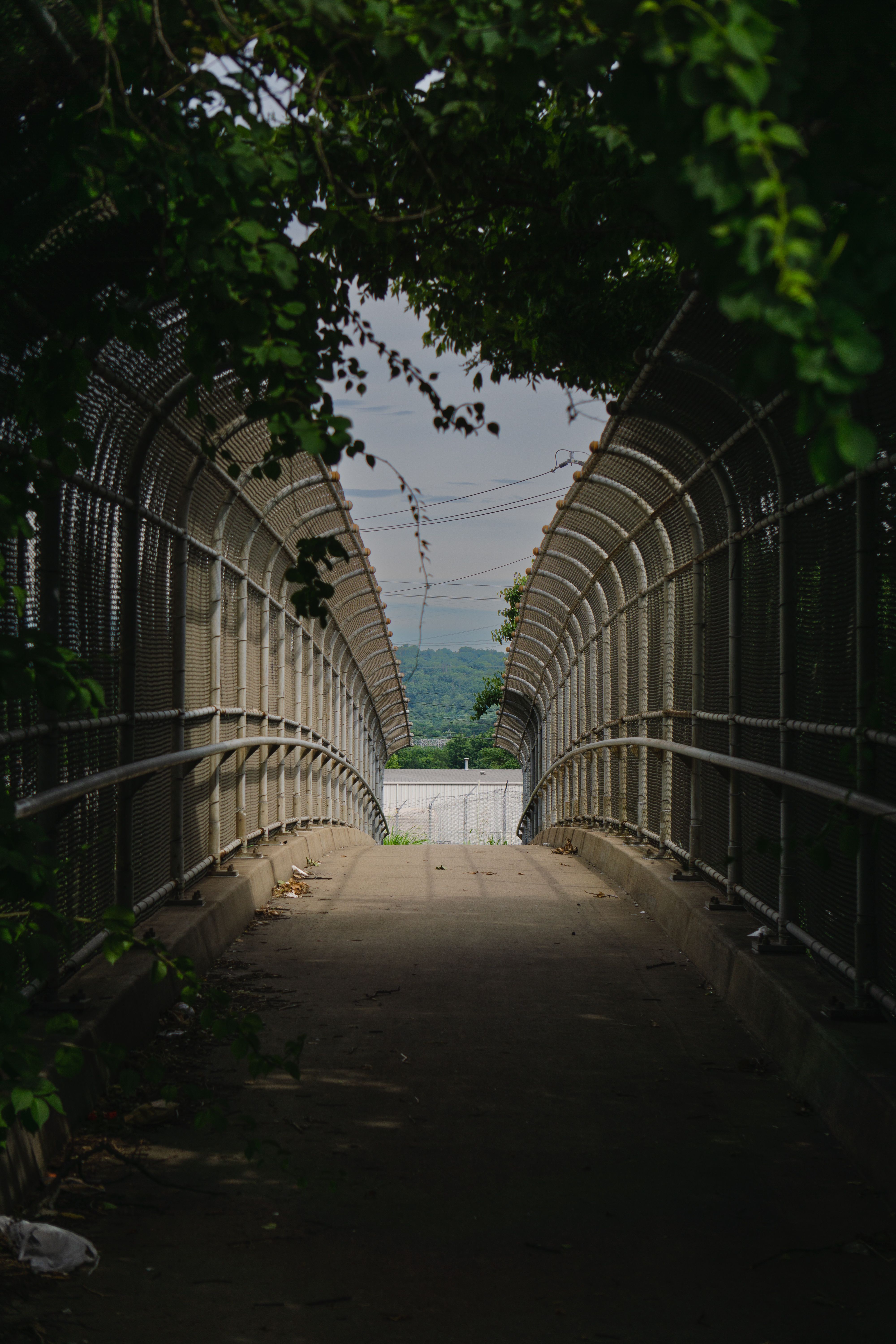 Bridge Between Trees · Free Stock Photo