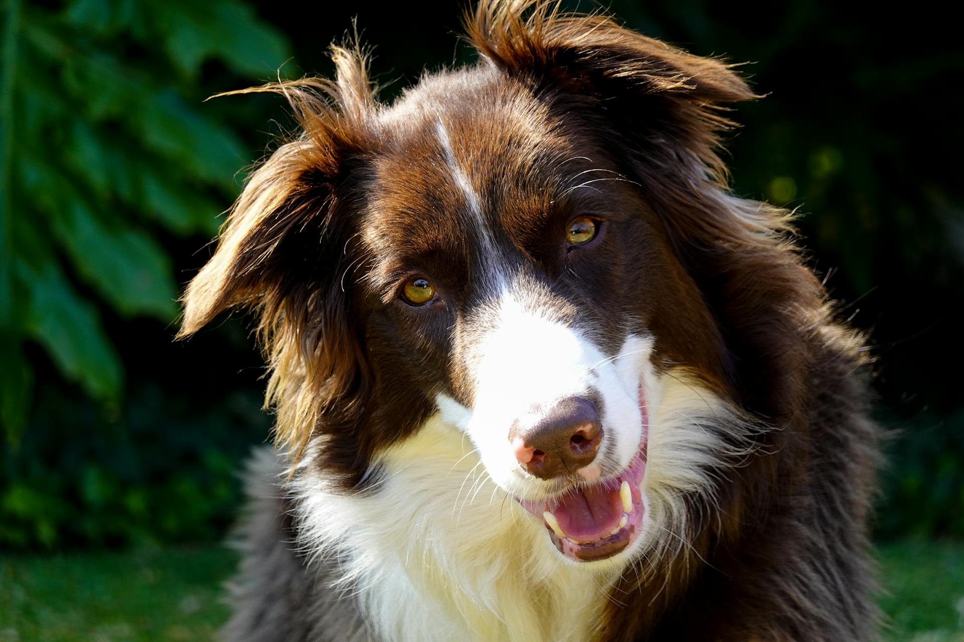 Brown Border Collies: History, Traits, and Popularity