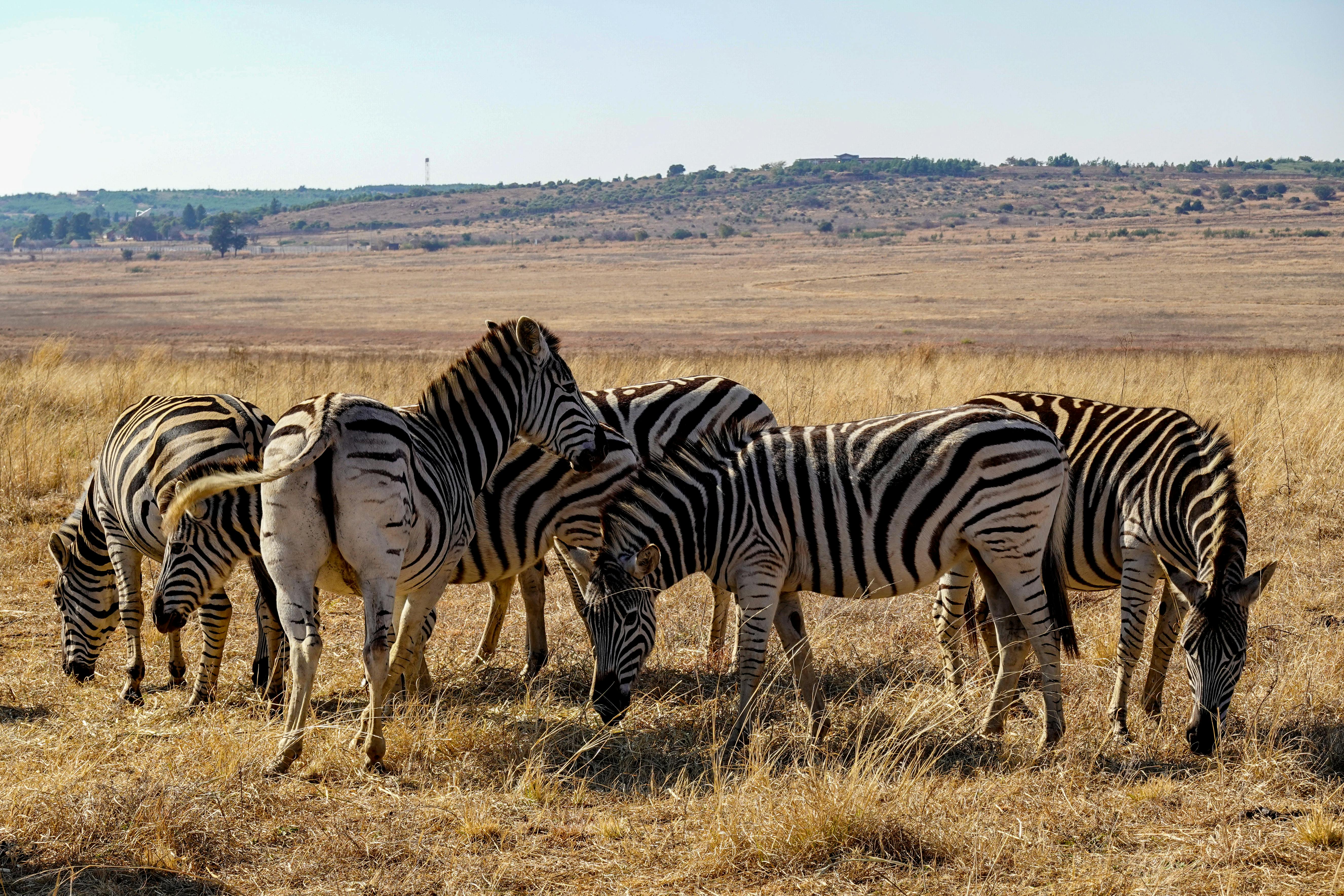Zebras in the Field · Free Stock Photo