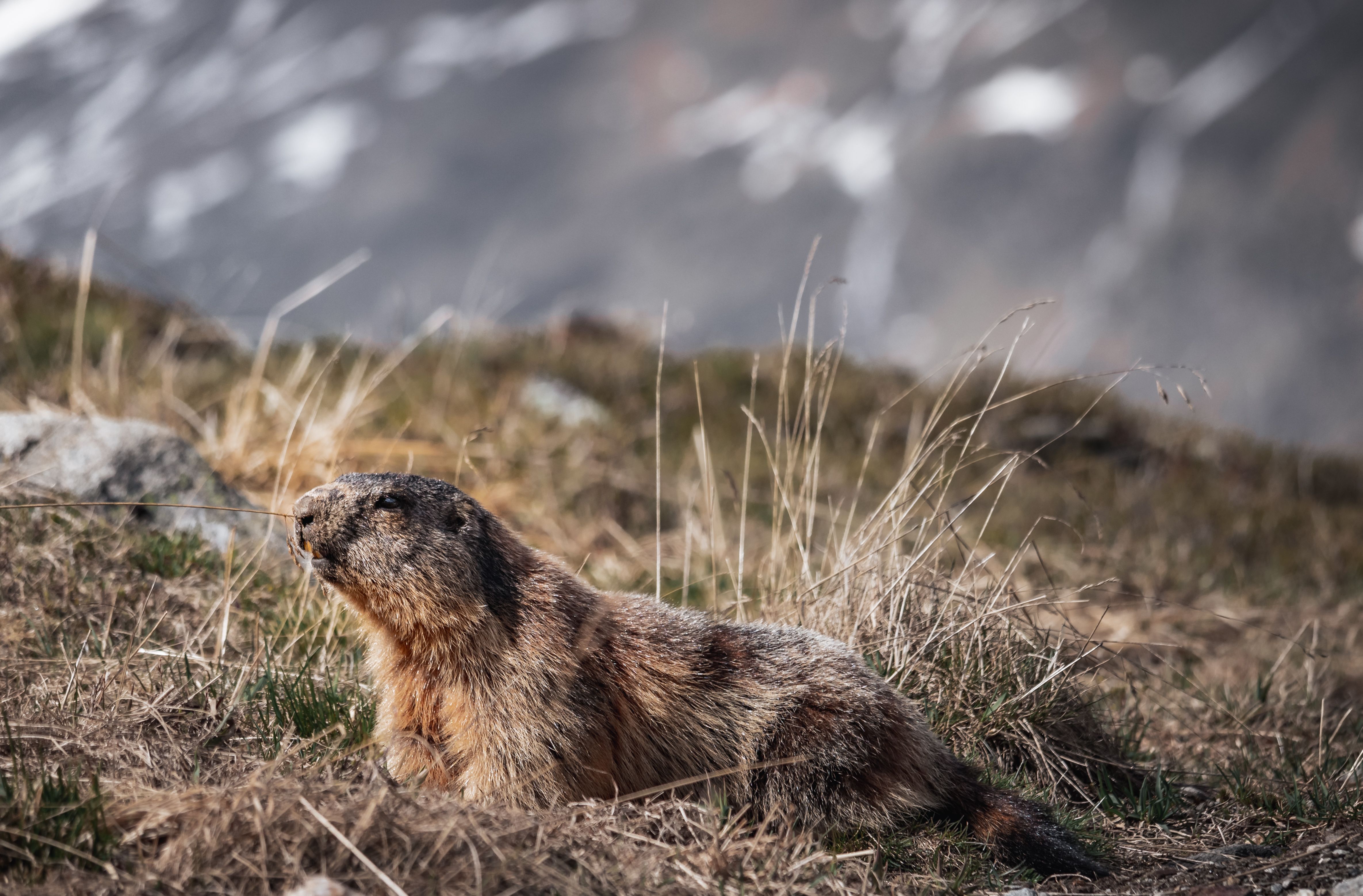 Groundhog in Close Up Photography · Free Stock Photo