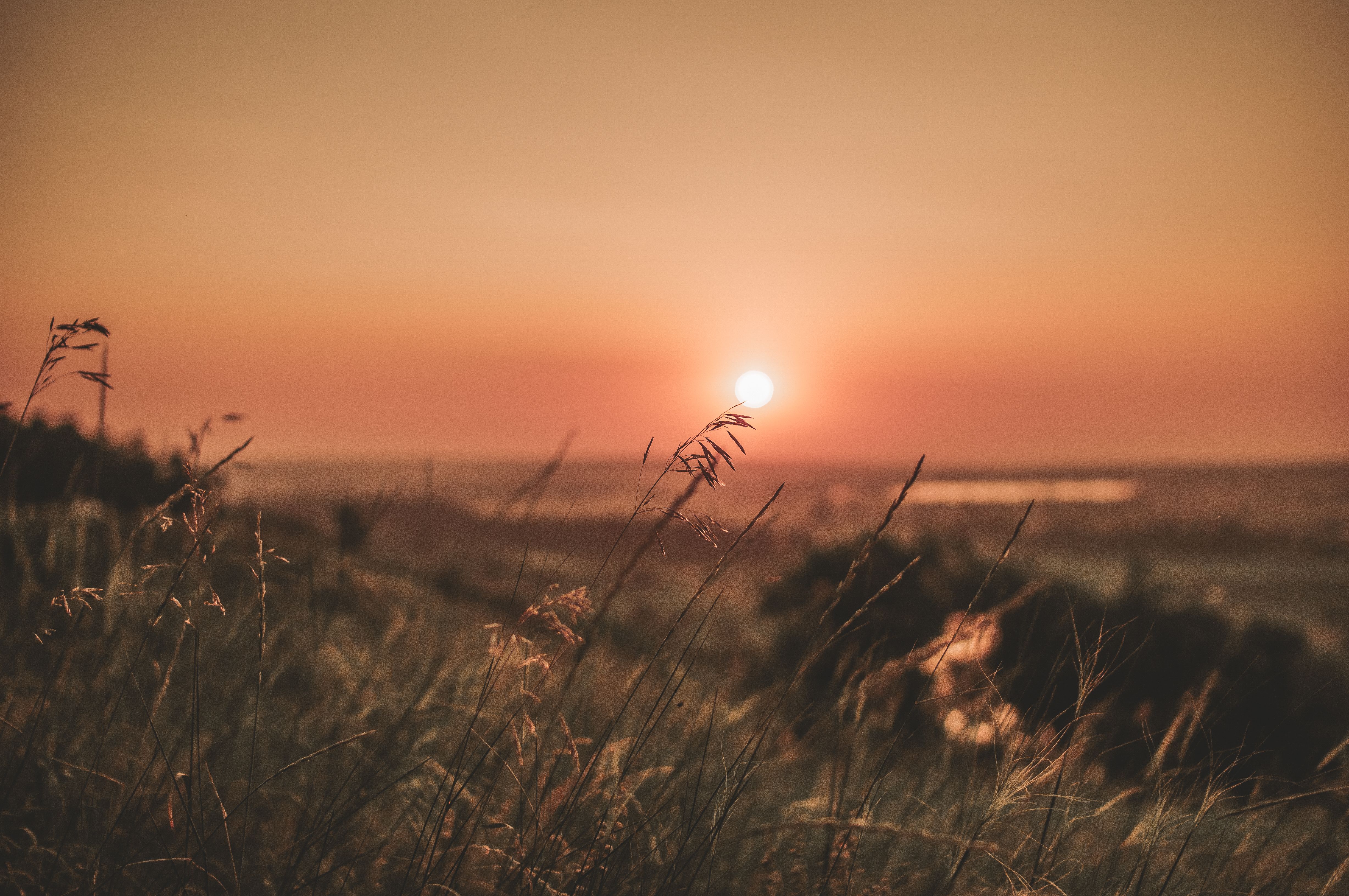 Grass during Sunset · Free Stock Photo