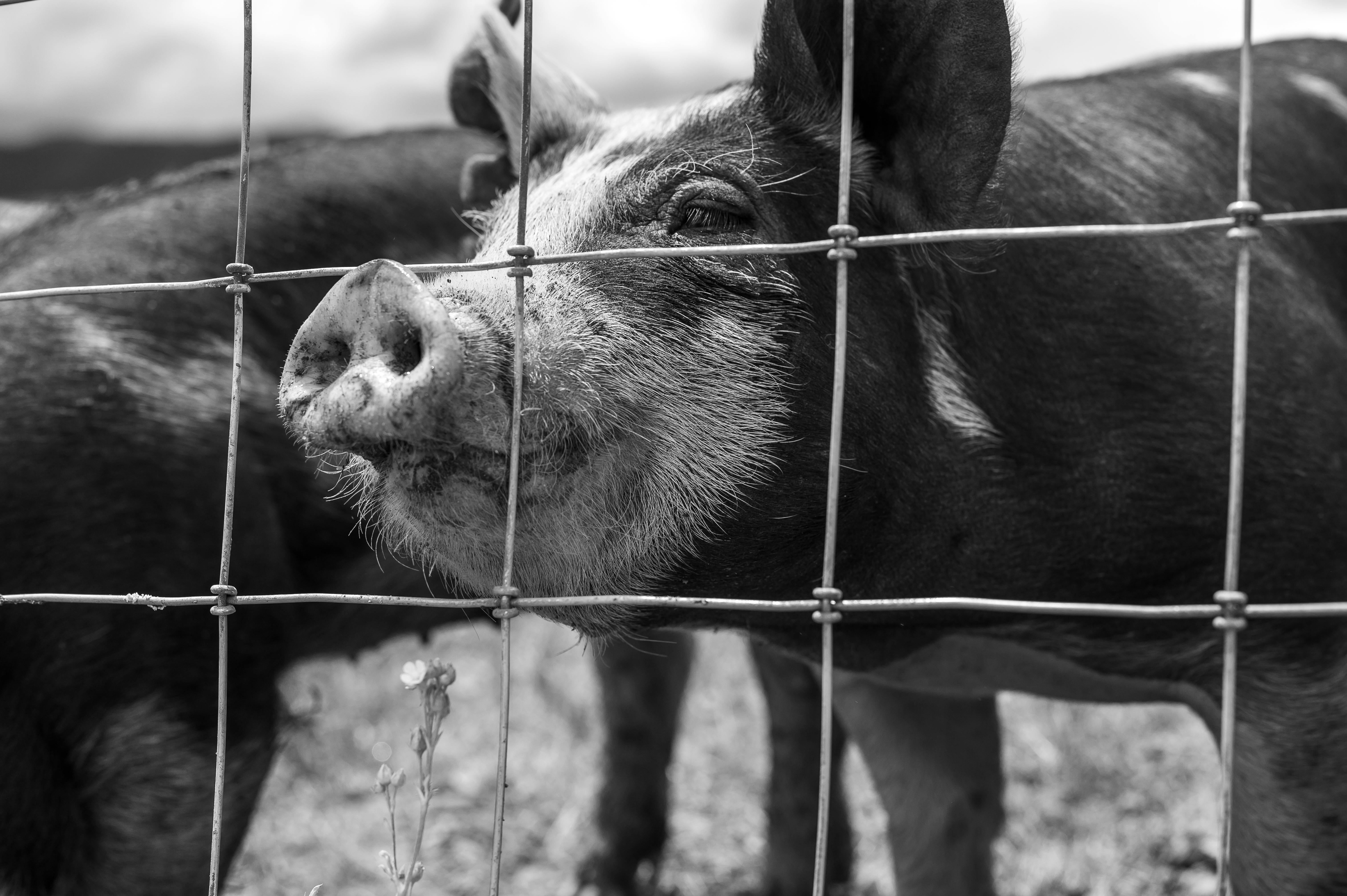 Grayscale Photo of Pig Behind Metal Fence · Free Stock Photo