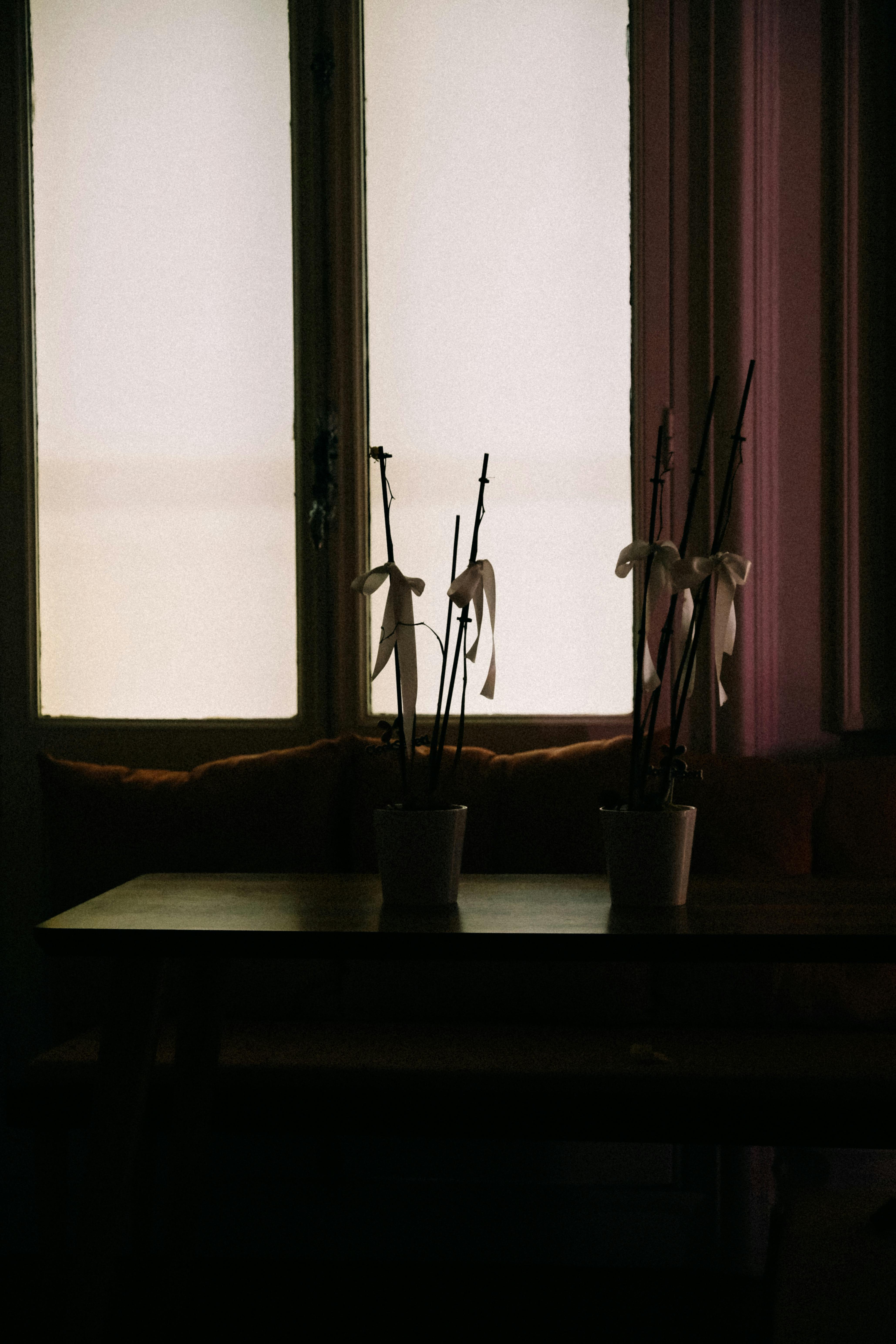 Cyanotype Art of Various Plants and Flowers · Free Stock Photo