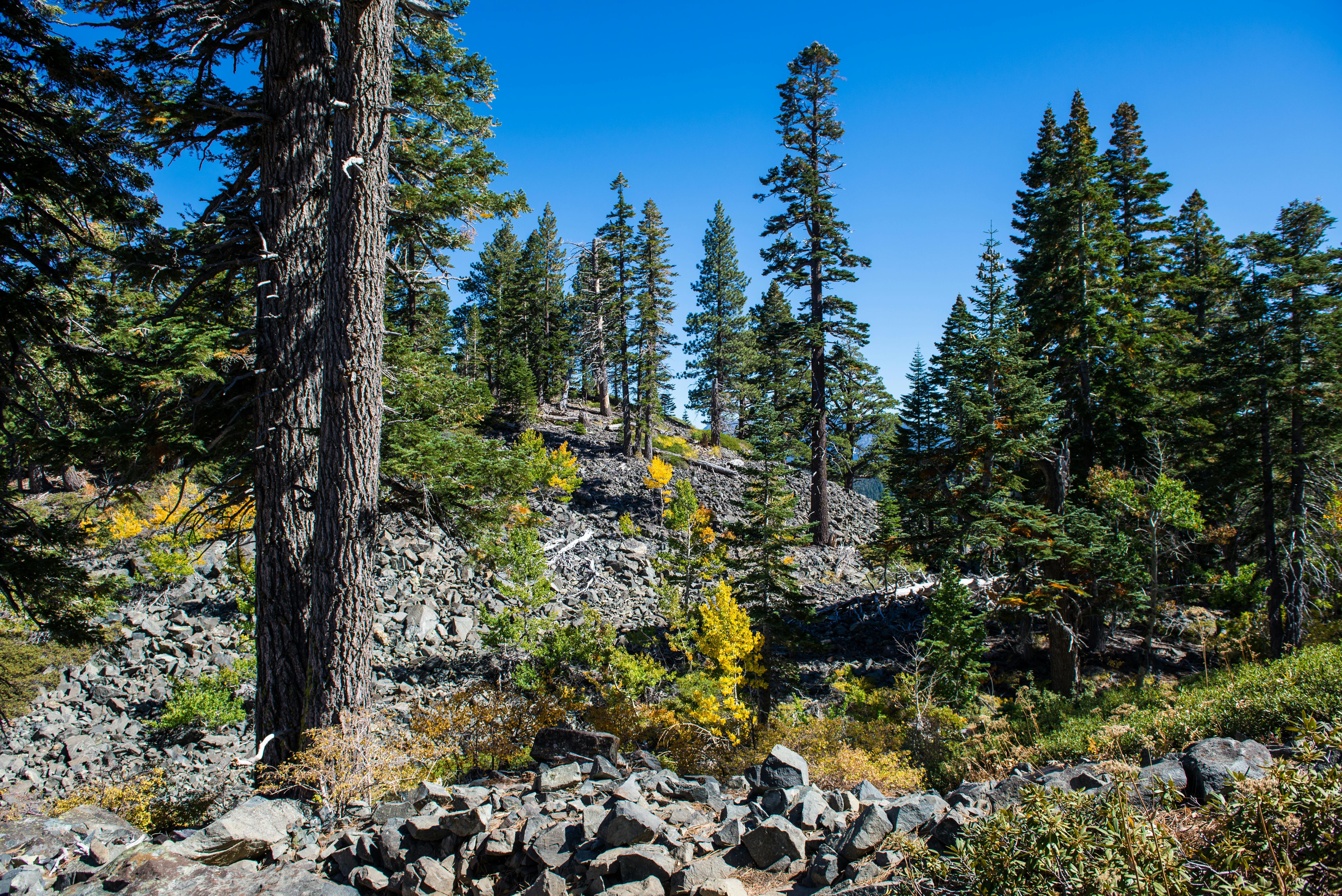 Green Pine Trees on Rocky Mountainside · Free Stock Photo