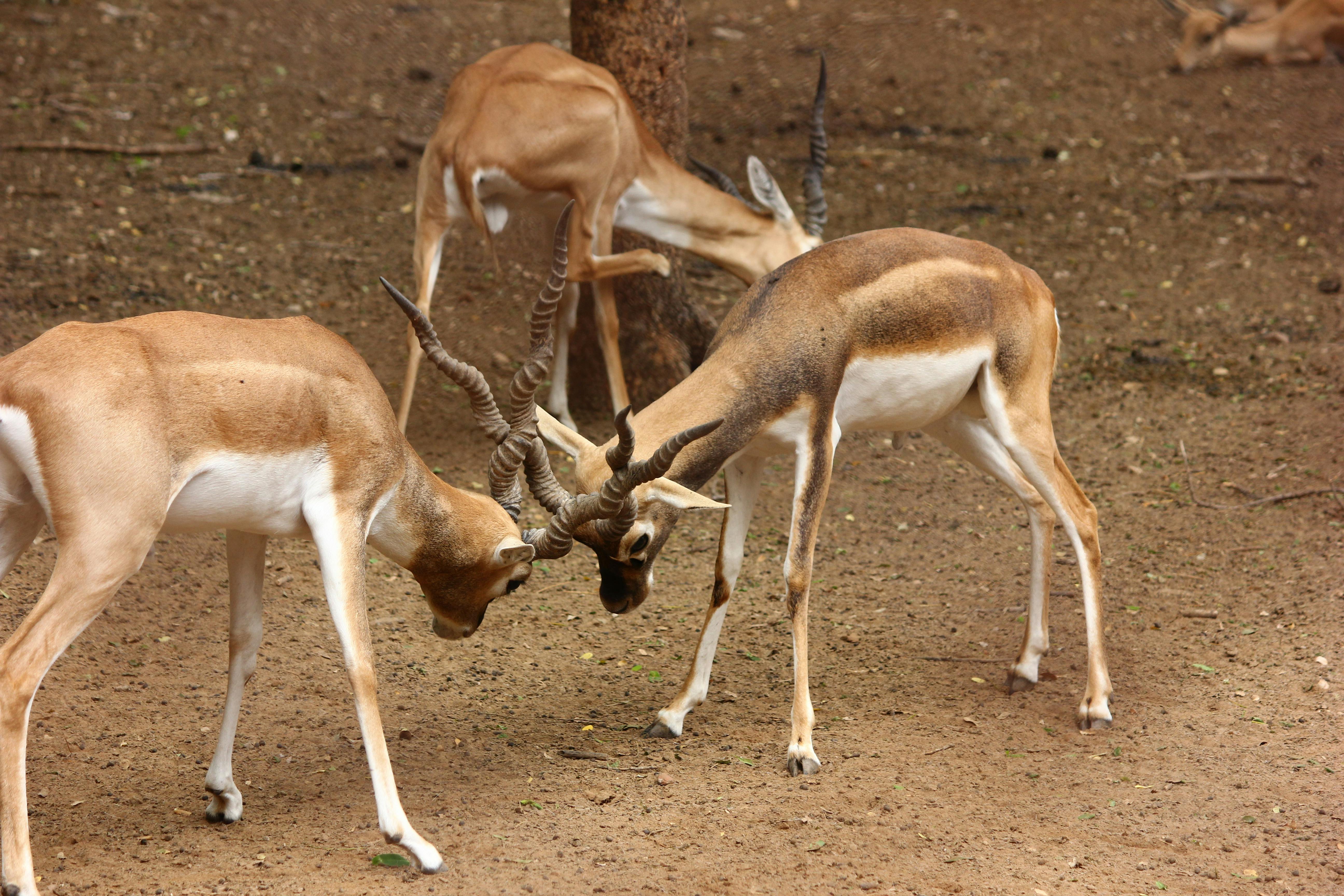 Free stock photo from NAUSHIL · Pexels