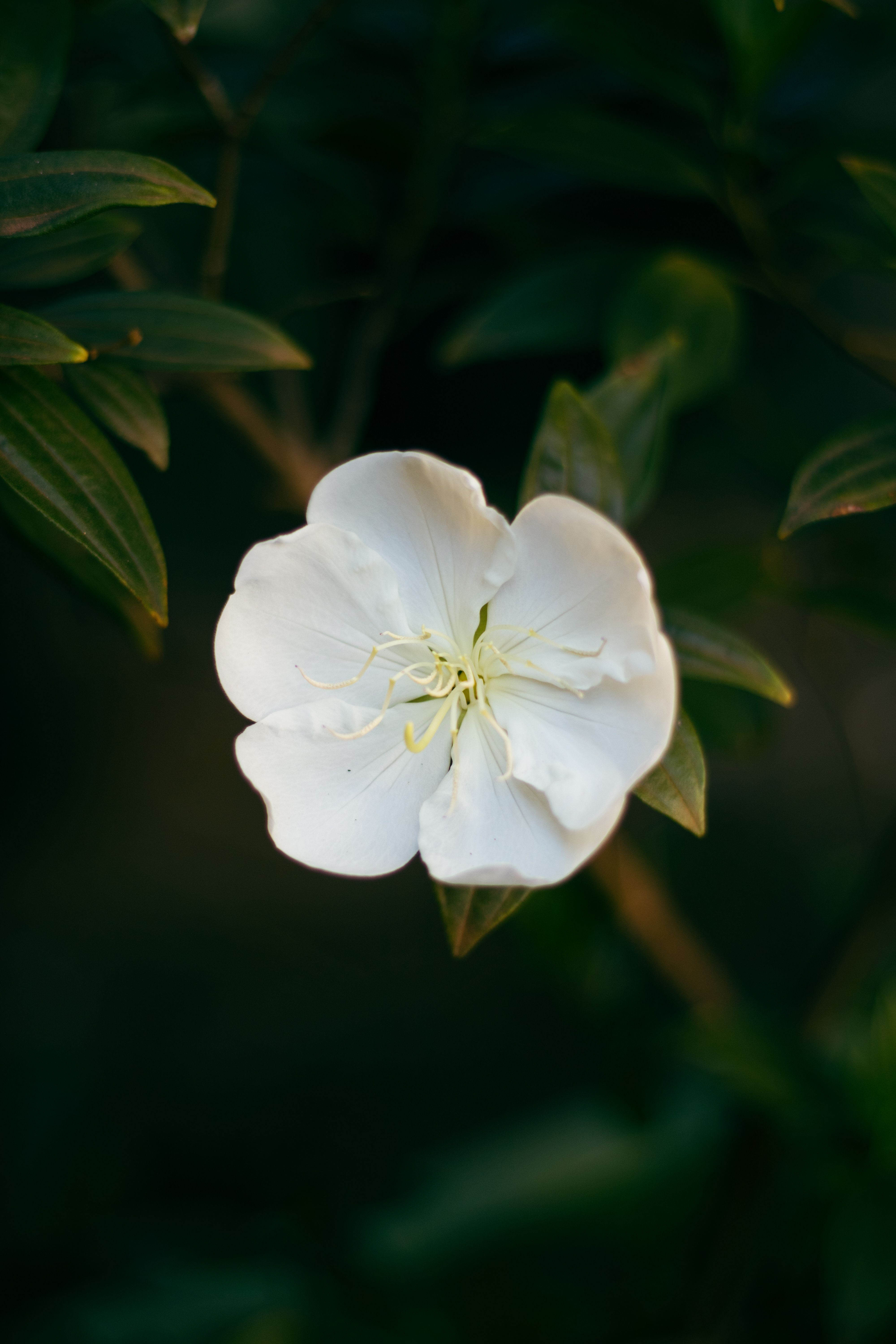 Flower Broom Photos, Download Free Flower Broom Stock Photos & HD Images