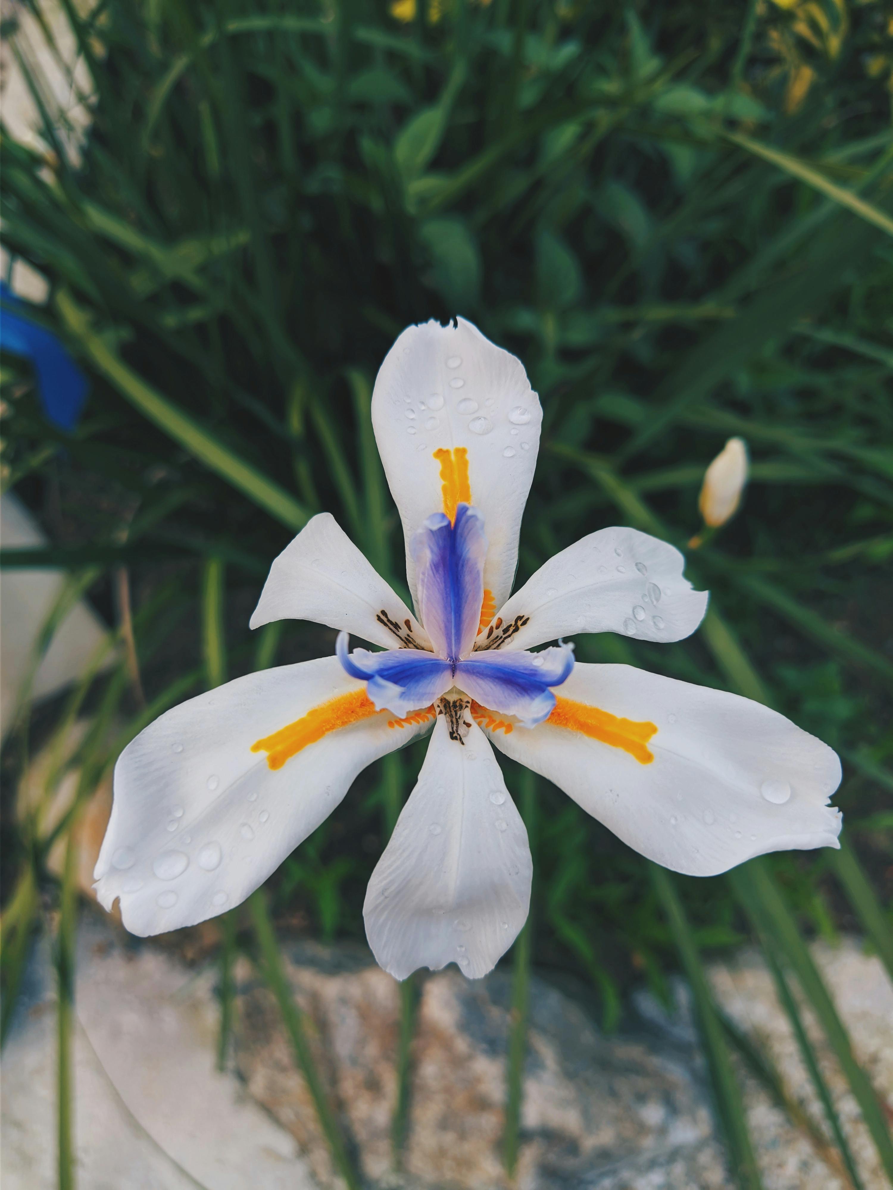 Mateo Maya Torres - 사진