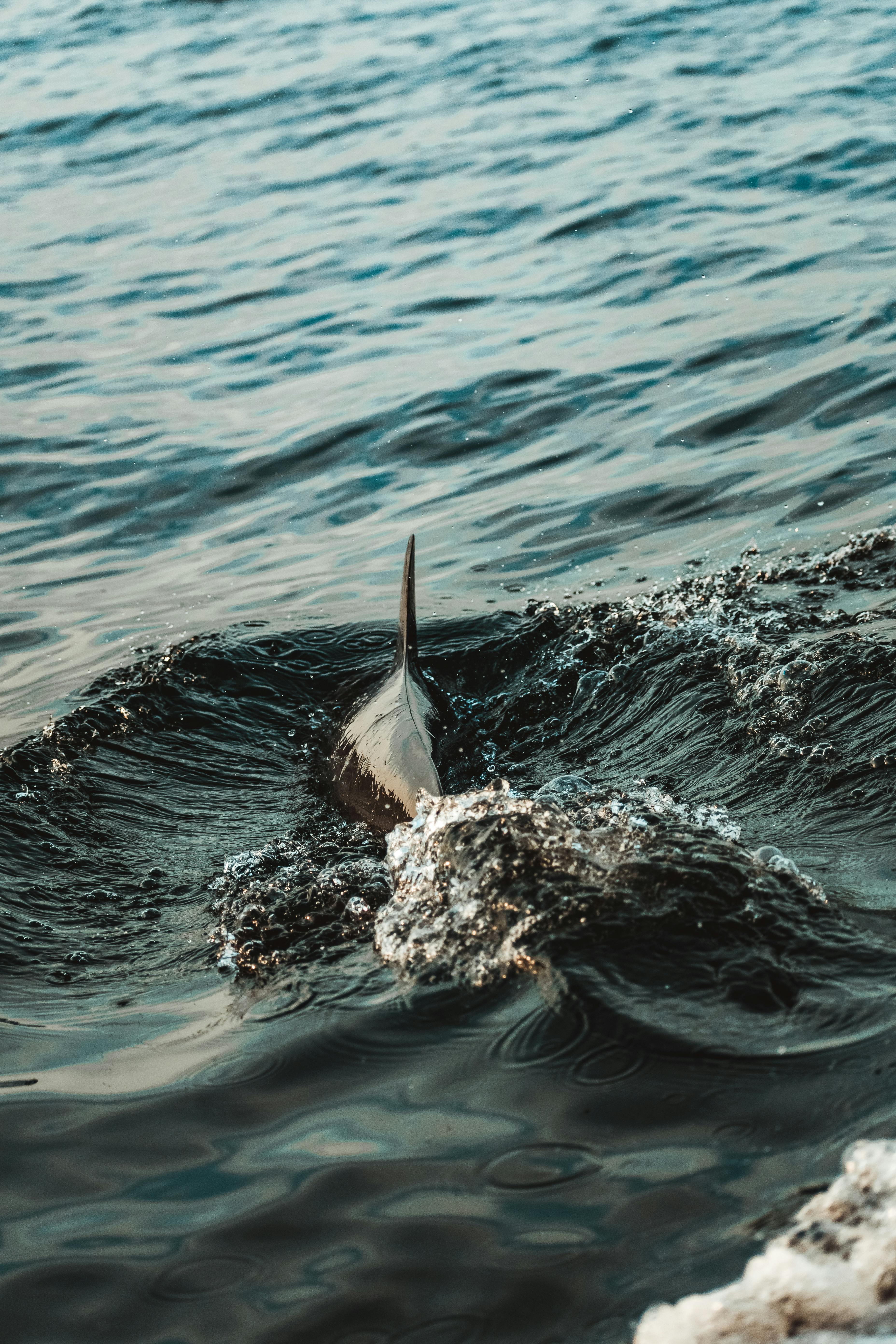 Dolphin Swimming in the Sea · Free Stock Photo