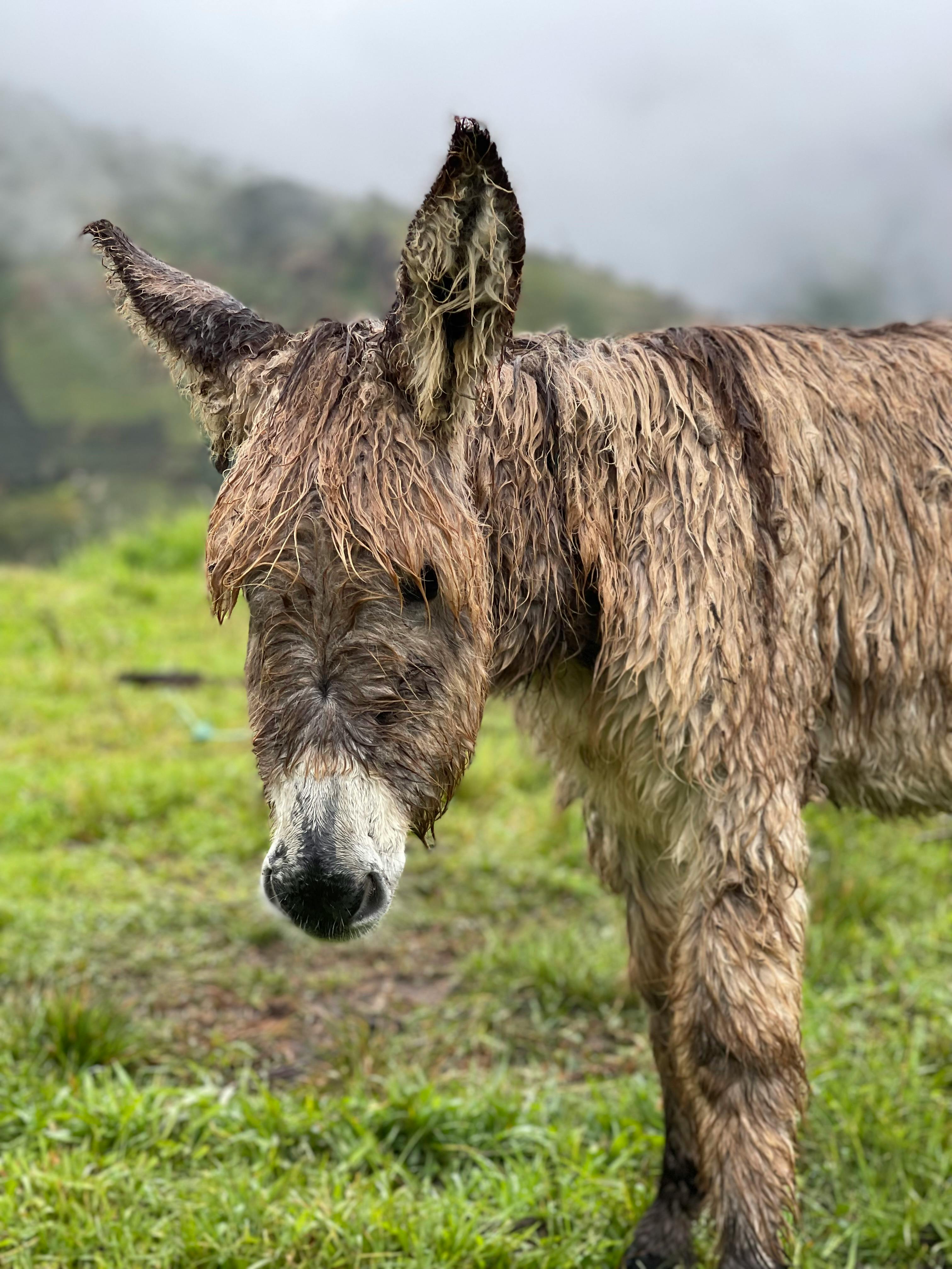 Brown Donkey in Close Up Shot · Free Stock Photo