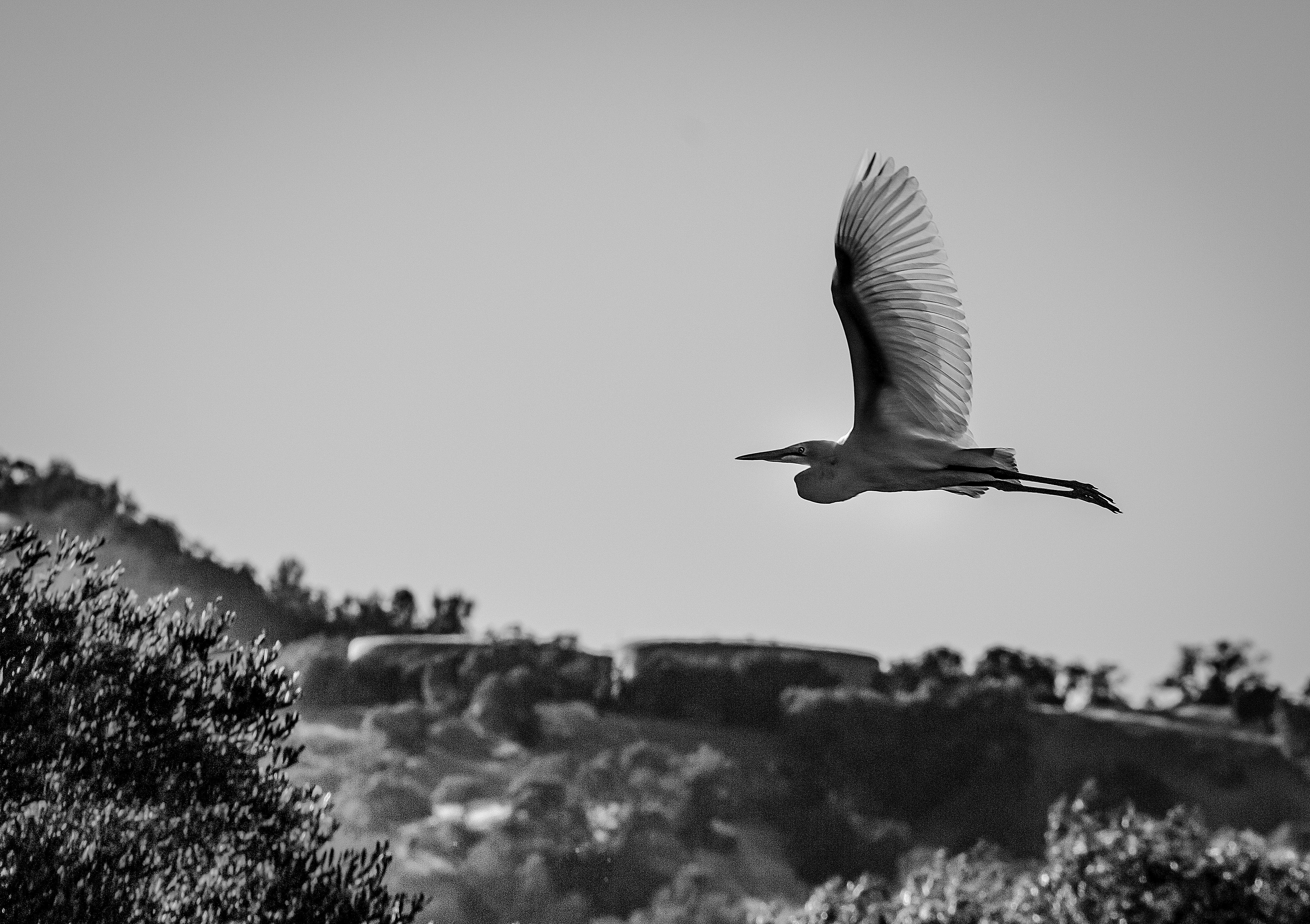 Black and White Photo of a Flying Bird · Free Stock Photo