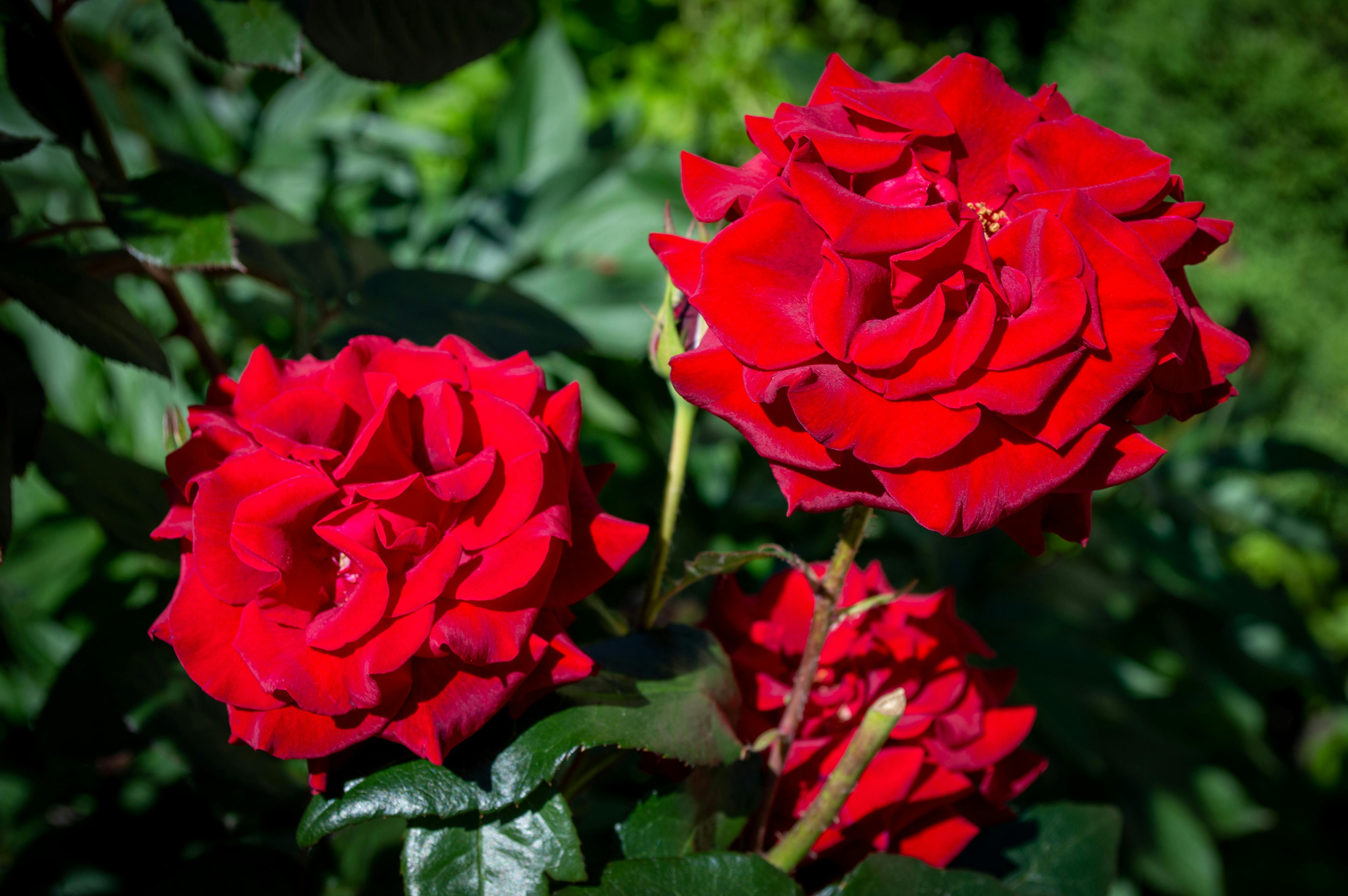 Red Beautiful Roses in Bloom · Free Stock Photo