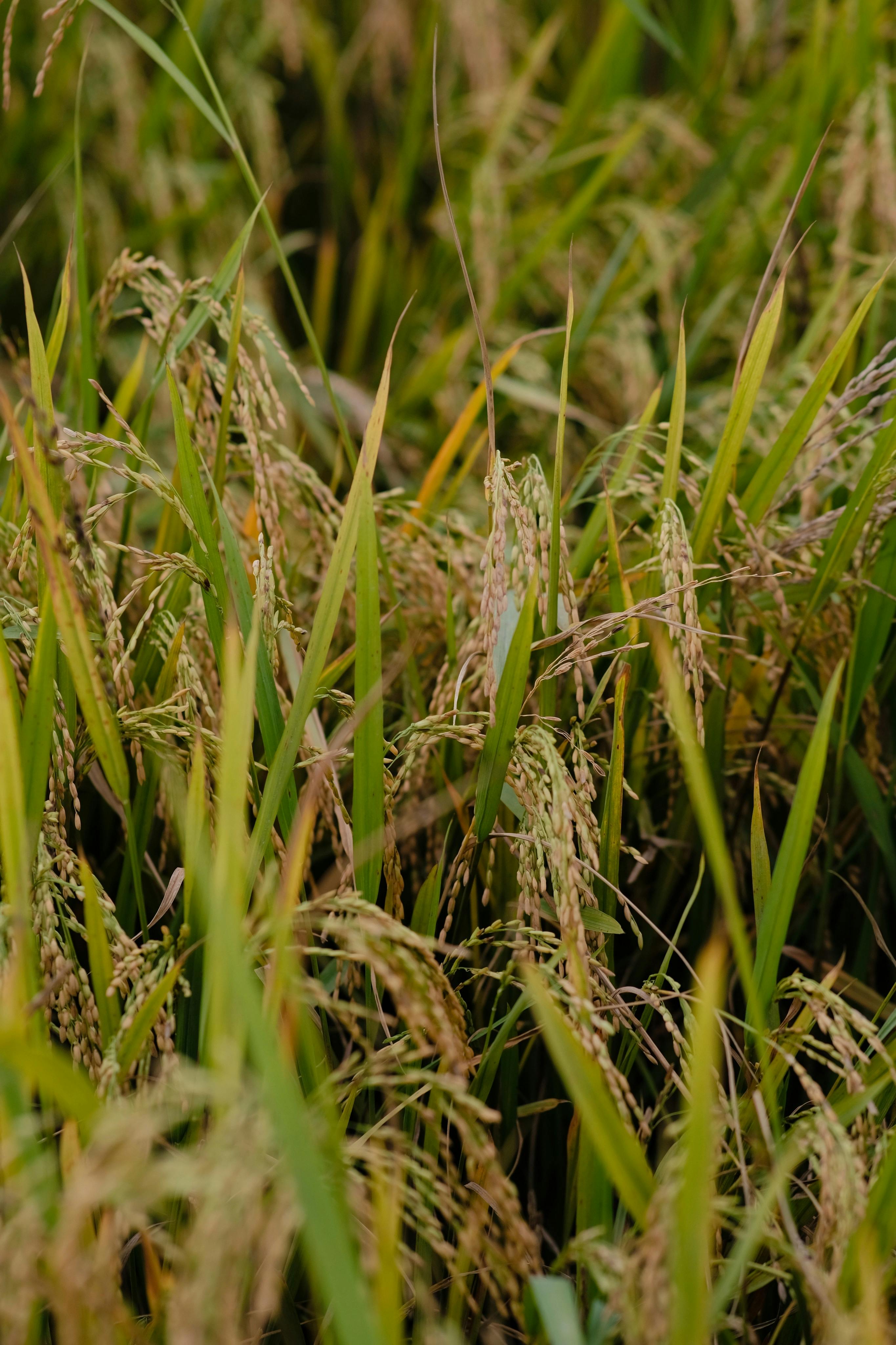 Rice Grain · Free Stock Photo