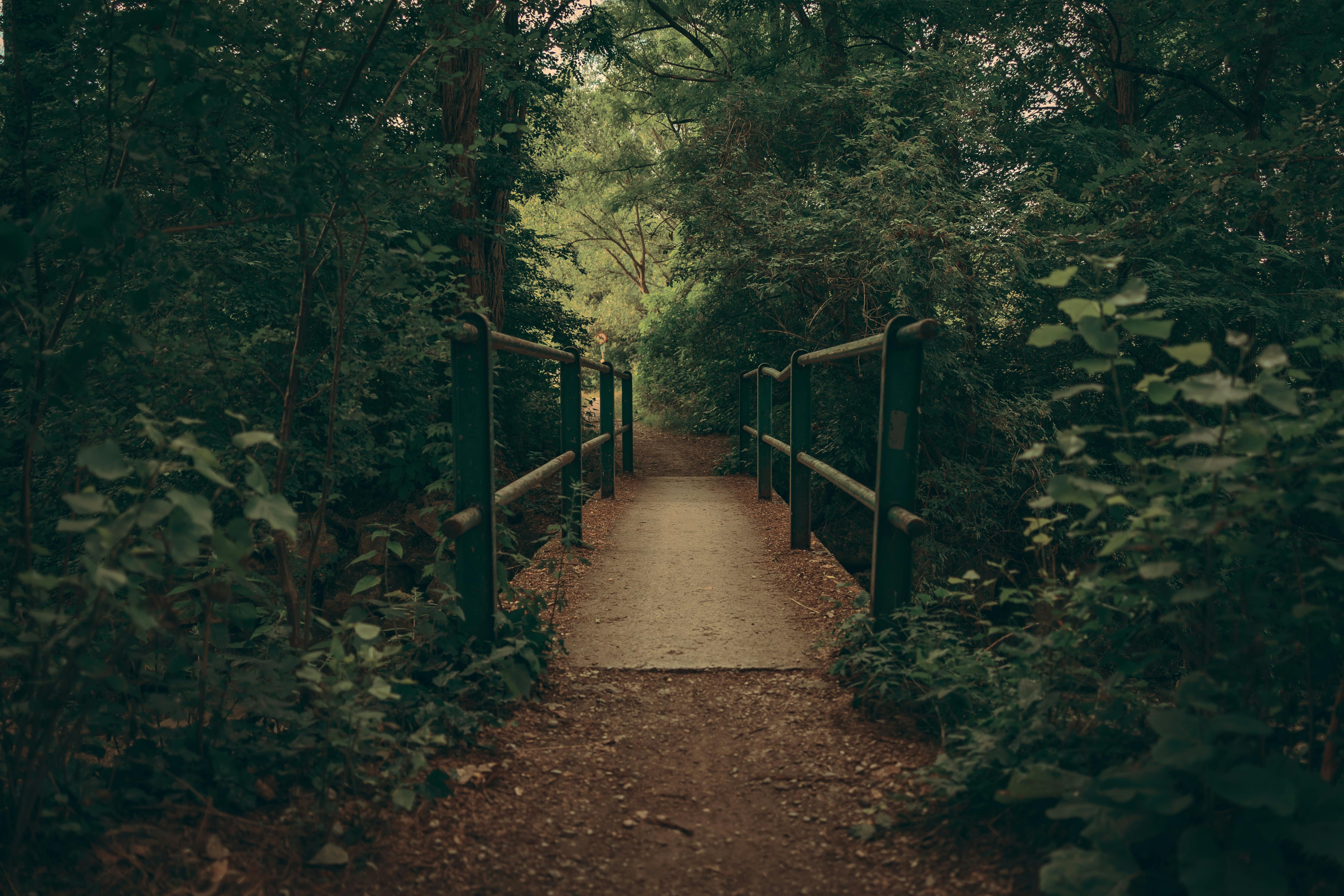 Wooden Bridge Between Trees · Free Stock Photo