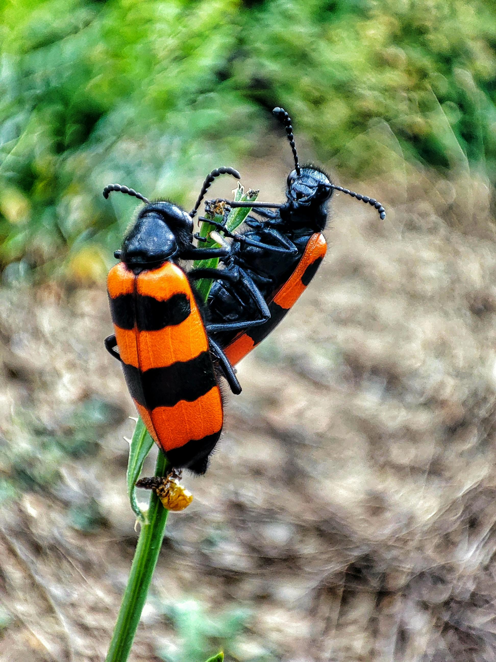 A Macro Shot of Mylabris Insects Eating Leaves · Free Stock Photo