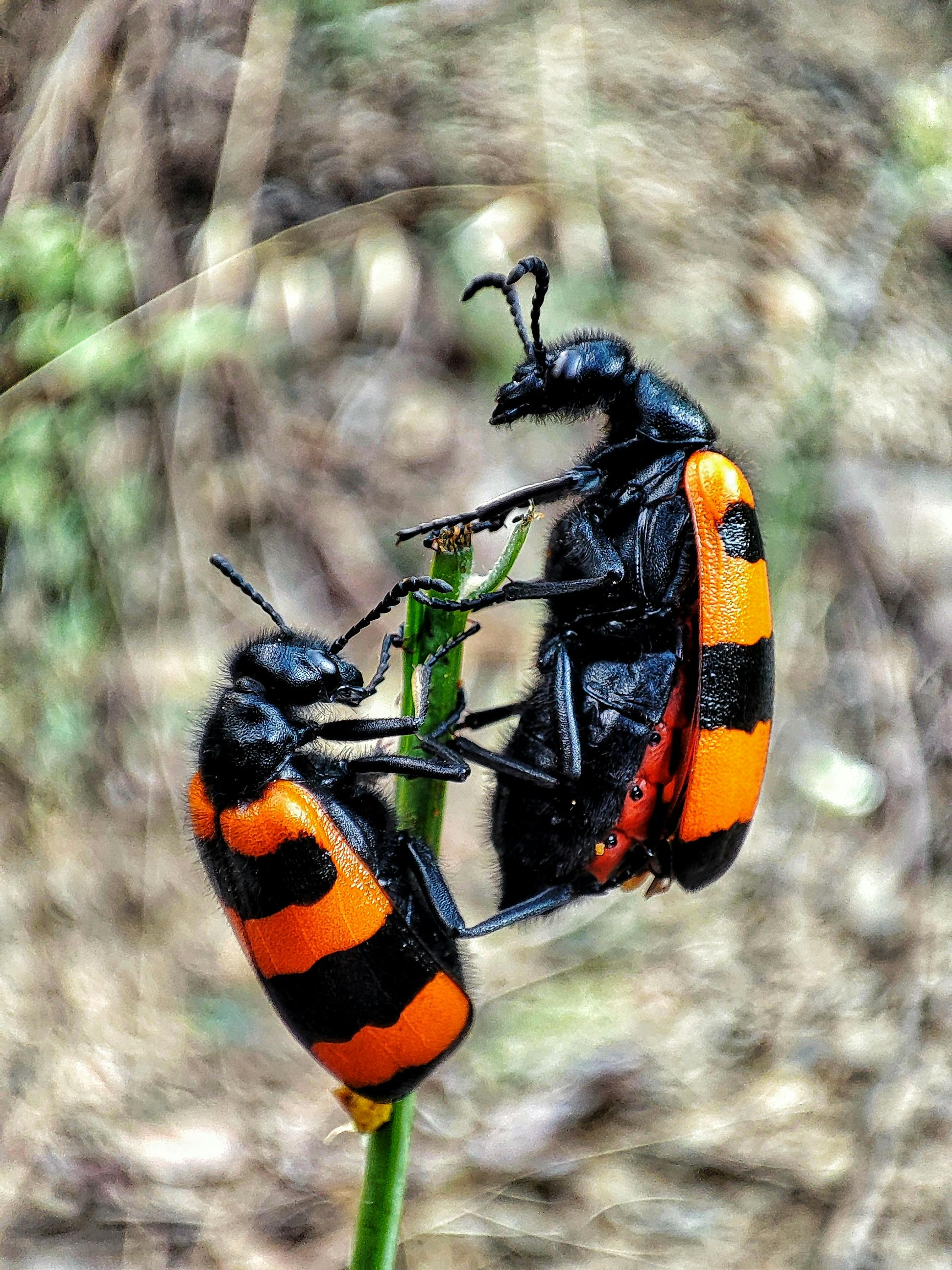A Macro Shot of Mylabris Insects on a Stem · Free Stock Photo