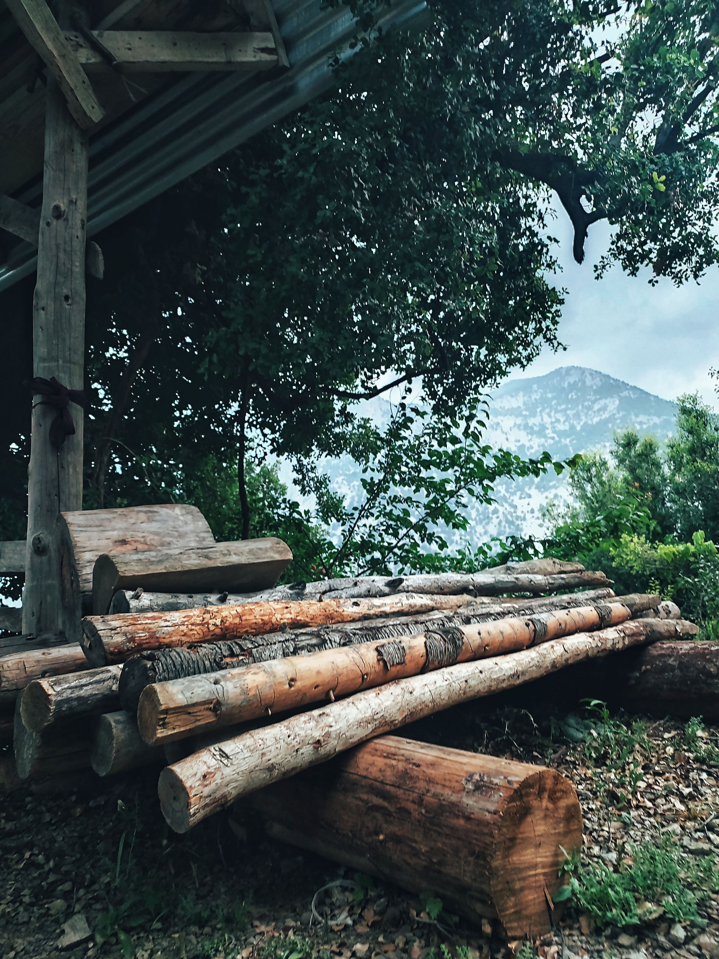 Wood Logs under a Tree · Free Stock Photo