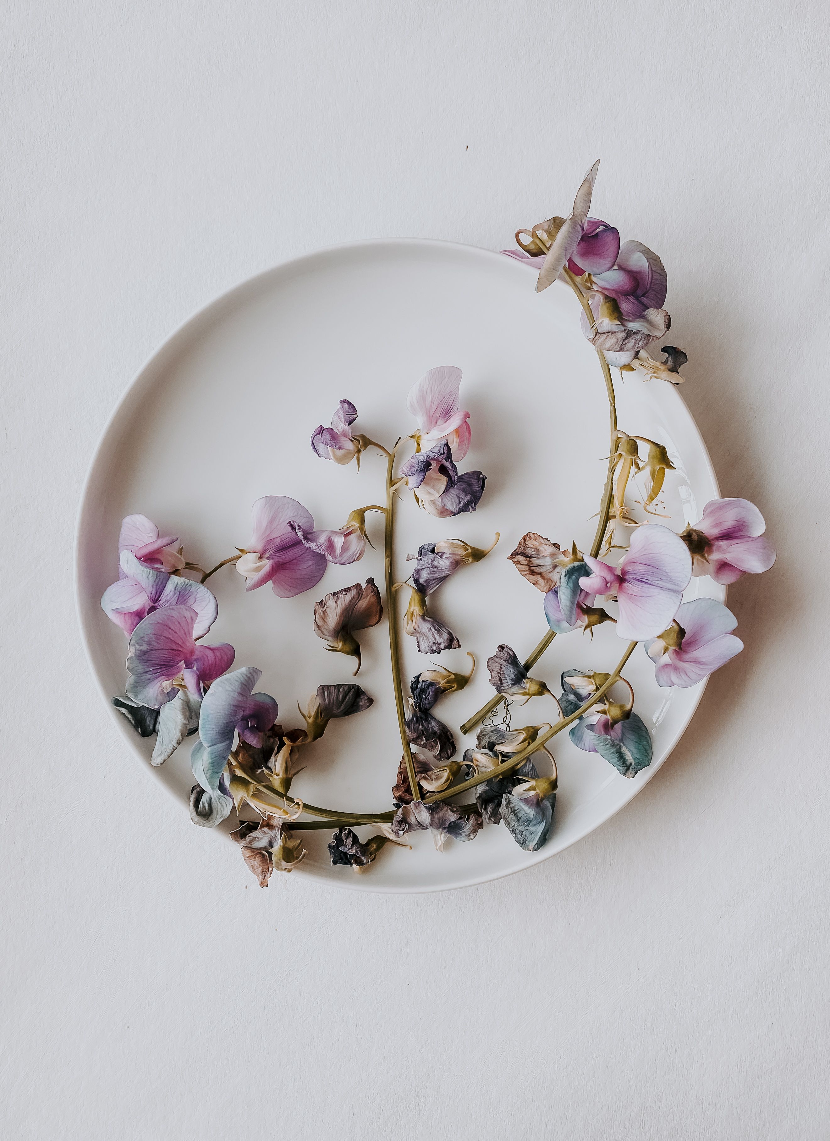 Purple Orchid Flowers on a Plate · Free Stock Photo