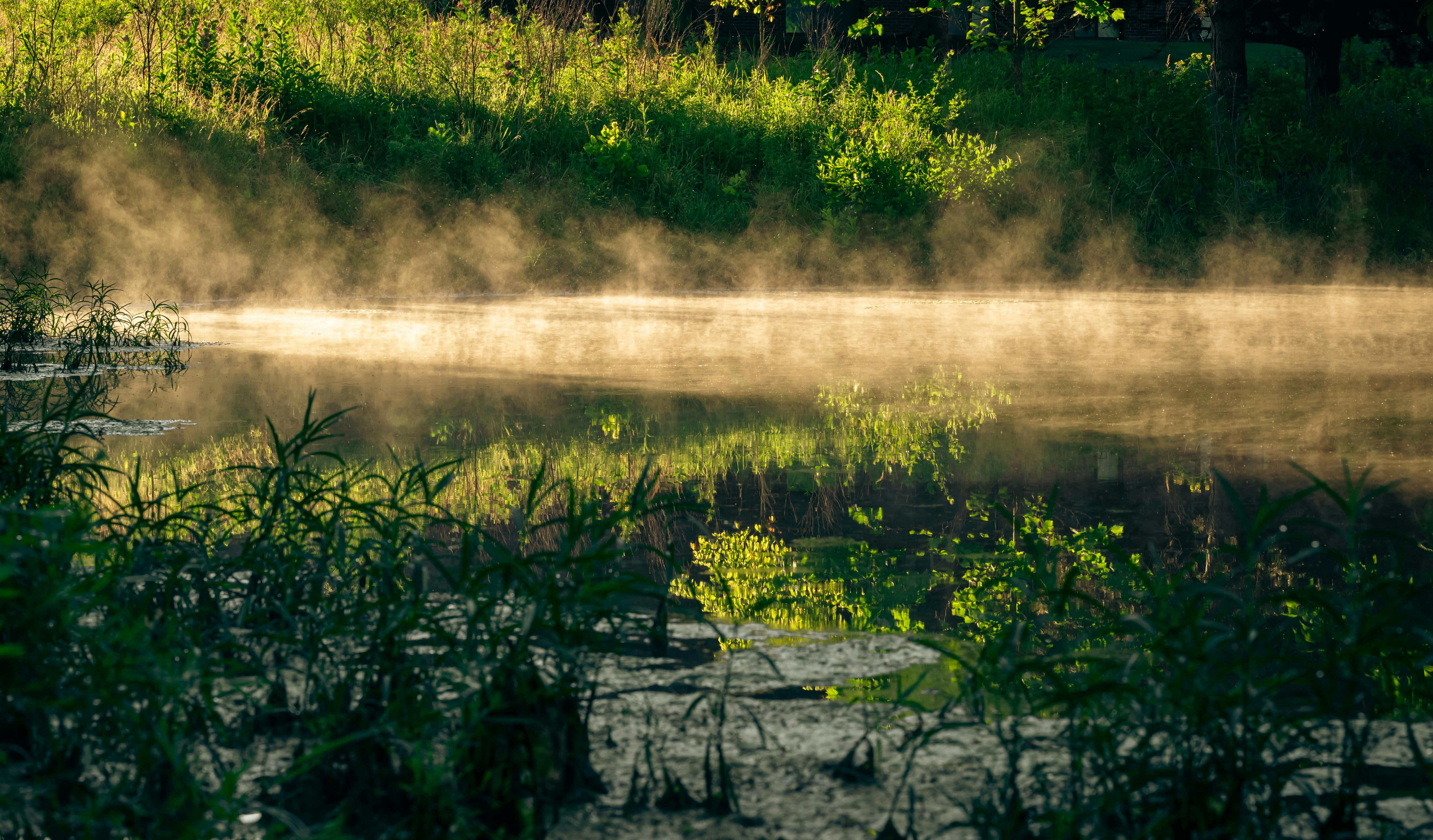Mist Over Marsh · Free Stock Photo