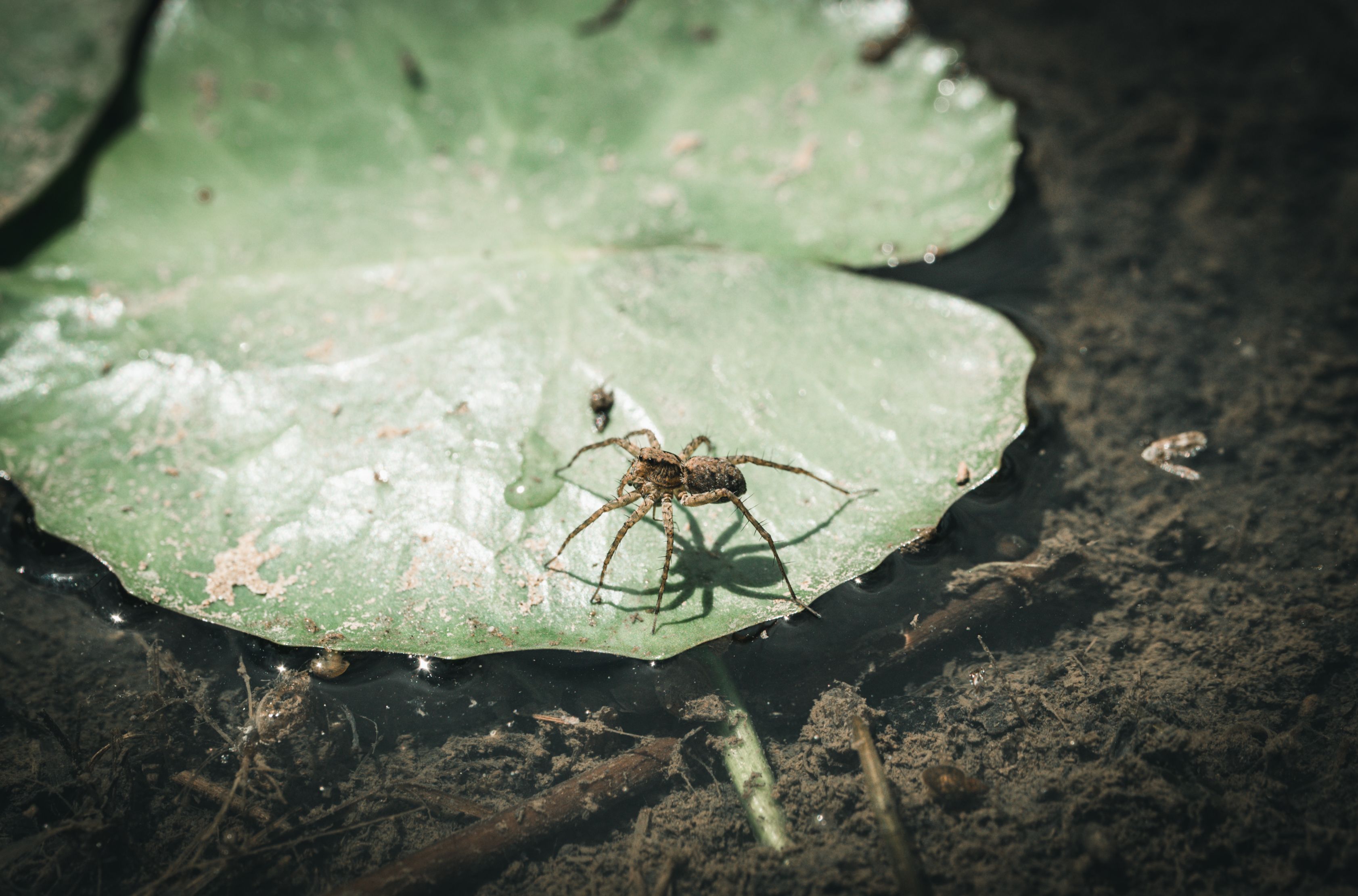 A Spider on a Stick · Free Stock Photo