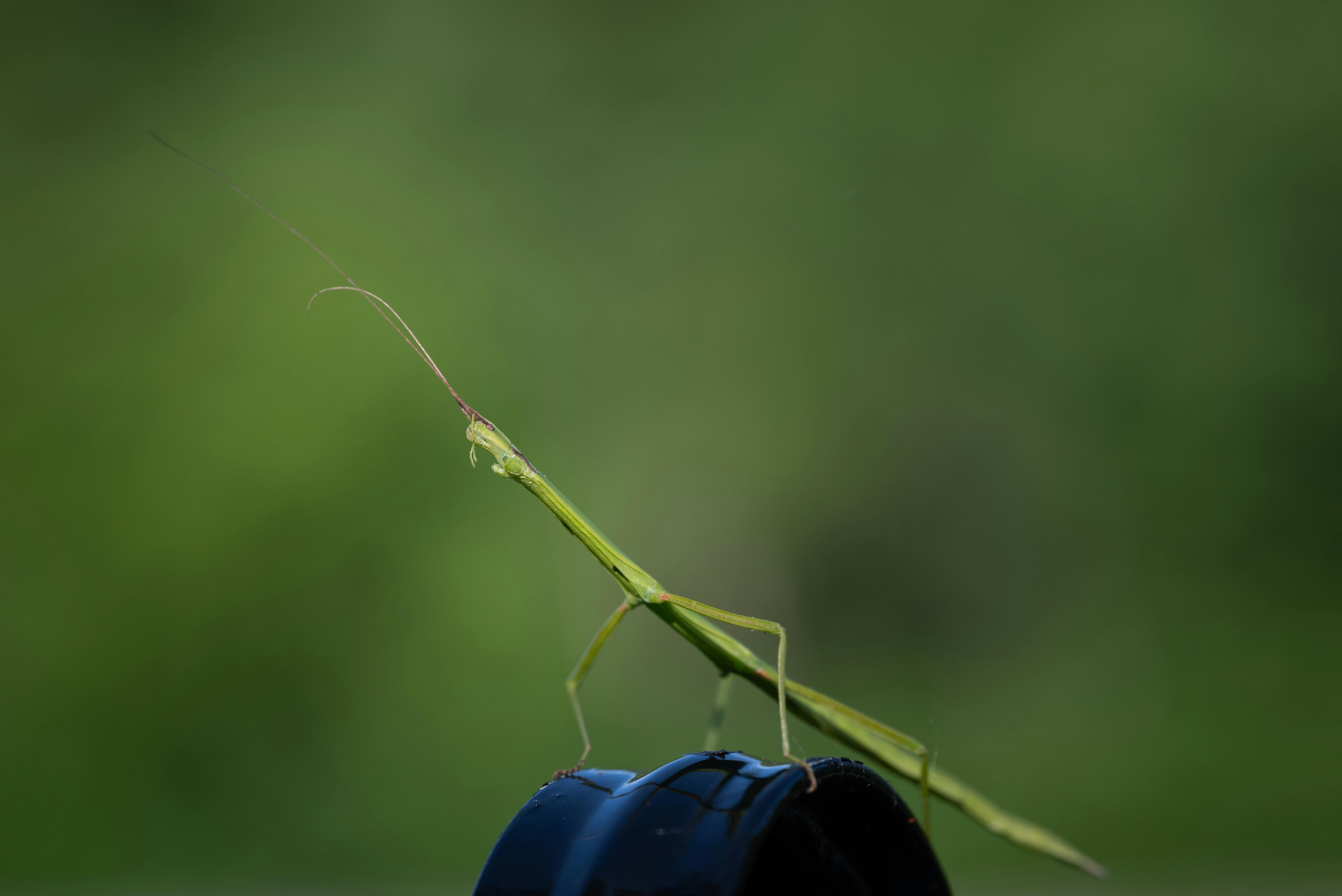 Macro Photography of Green Praying Mantis · Free Stock Photo