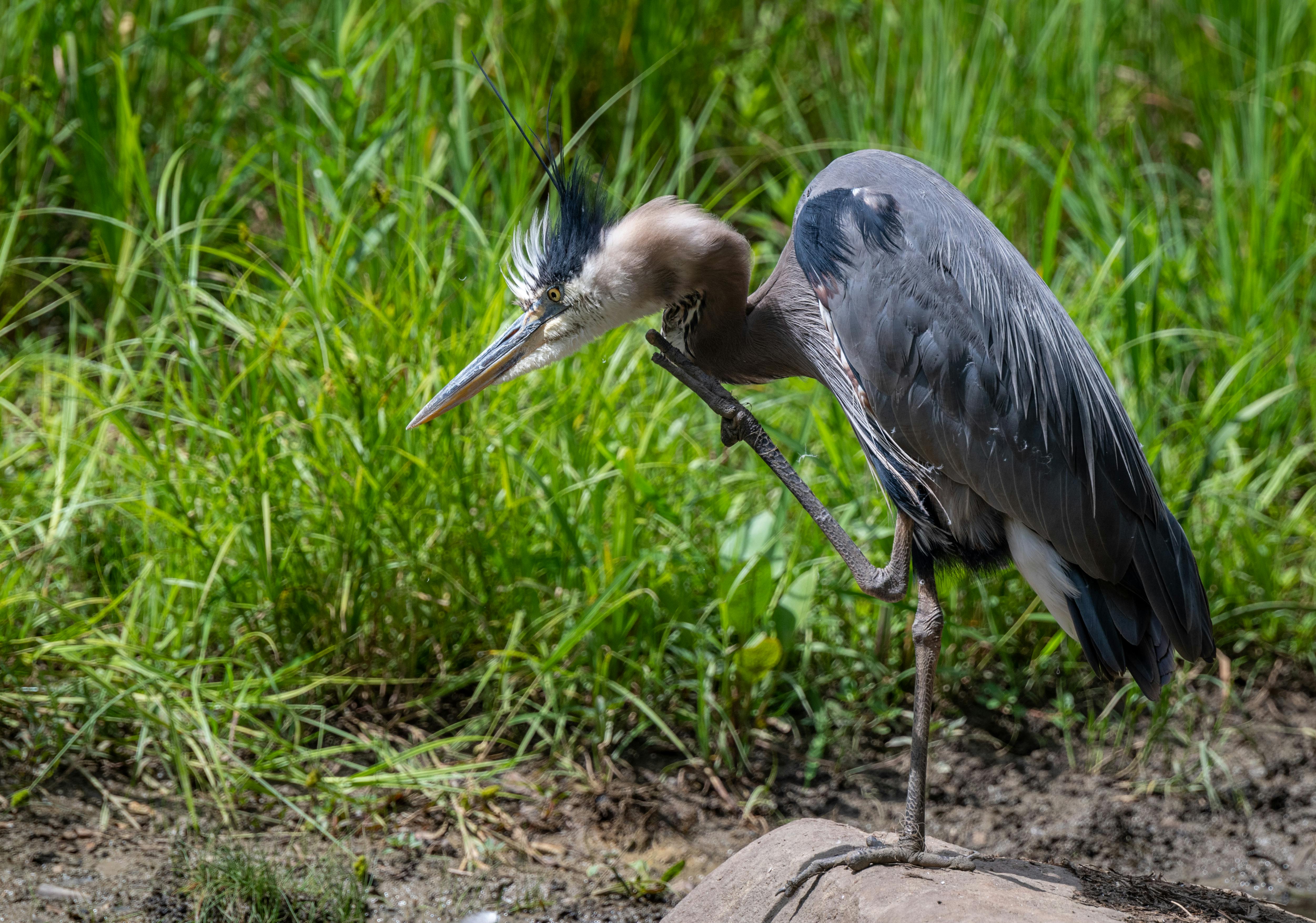 Photo of a Heron Bird · Free Stock Photo