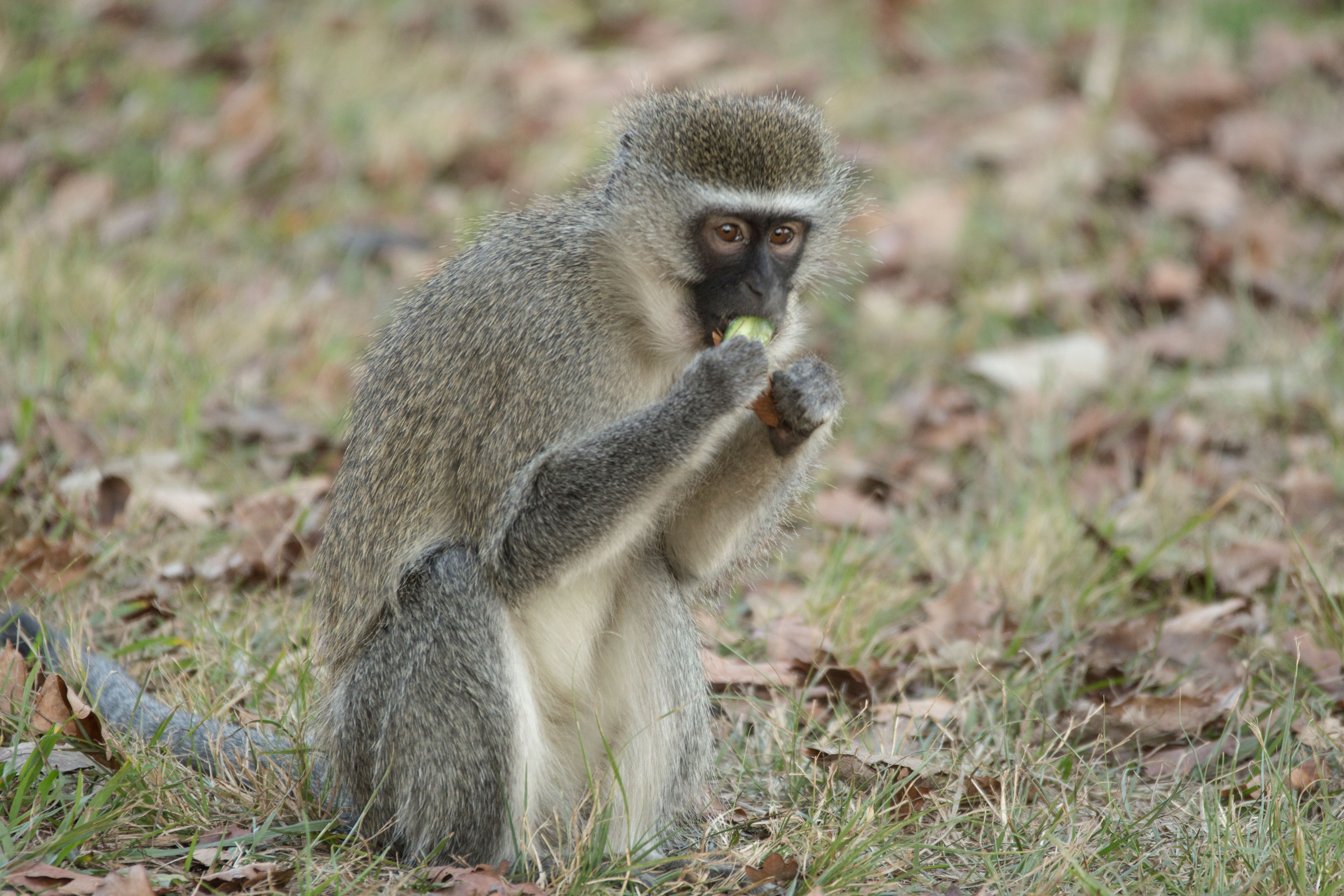 Close Up Photo of a Monkey · Free Stock Photo